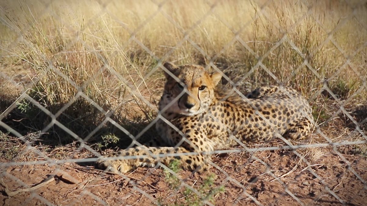 Cheetah Videos, Download The BEST Free 4k Stock Video Footage & Cheetah ...