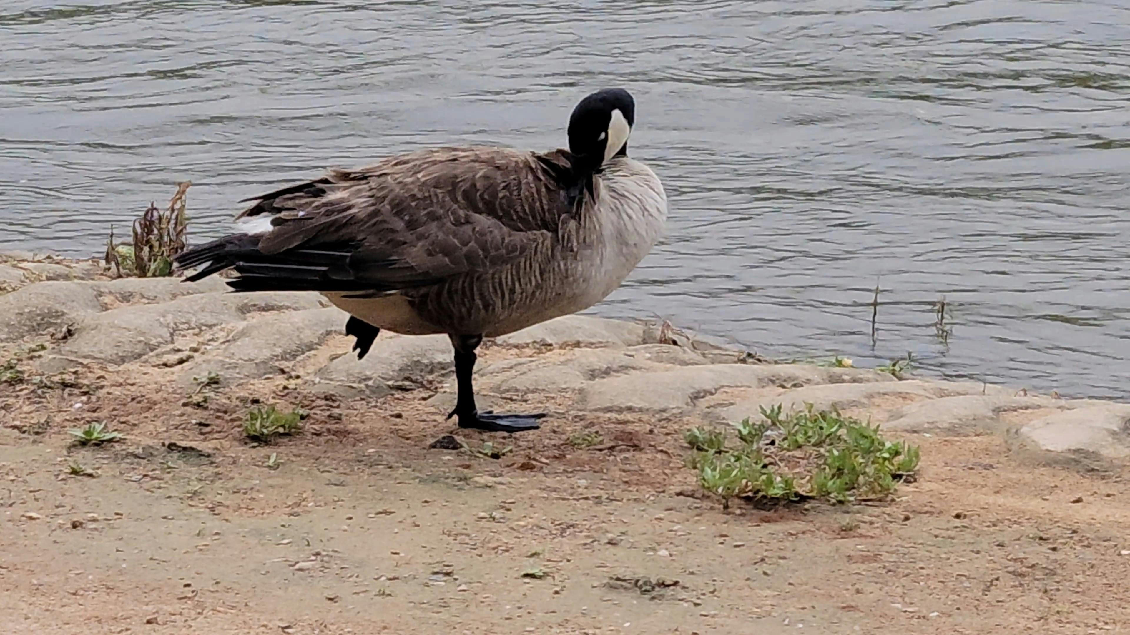 A Goose Preening · Free Stock Video