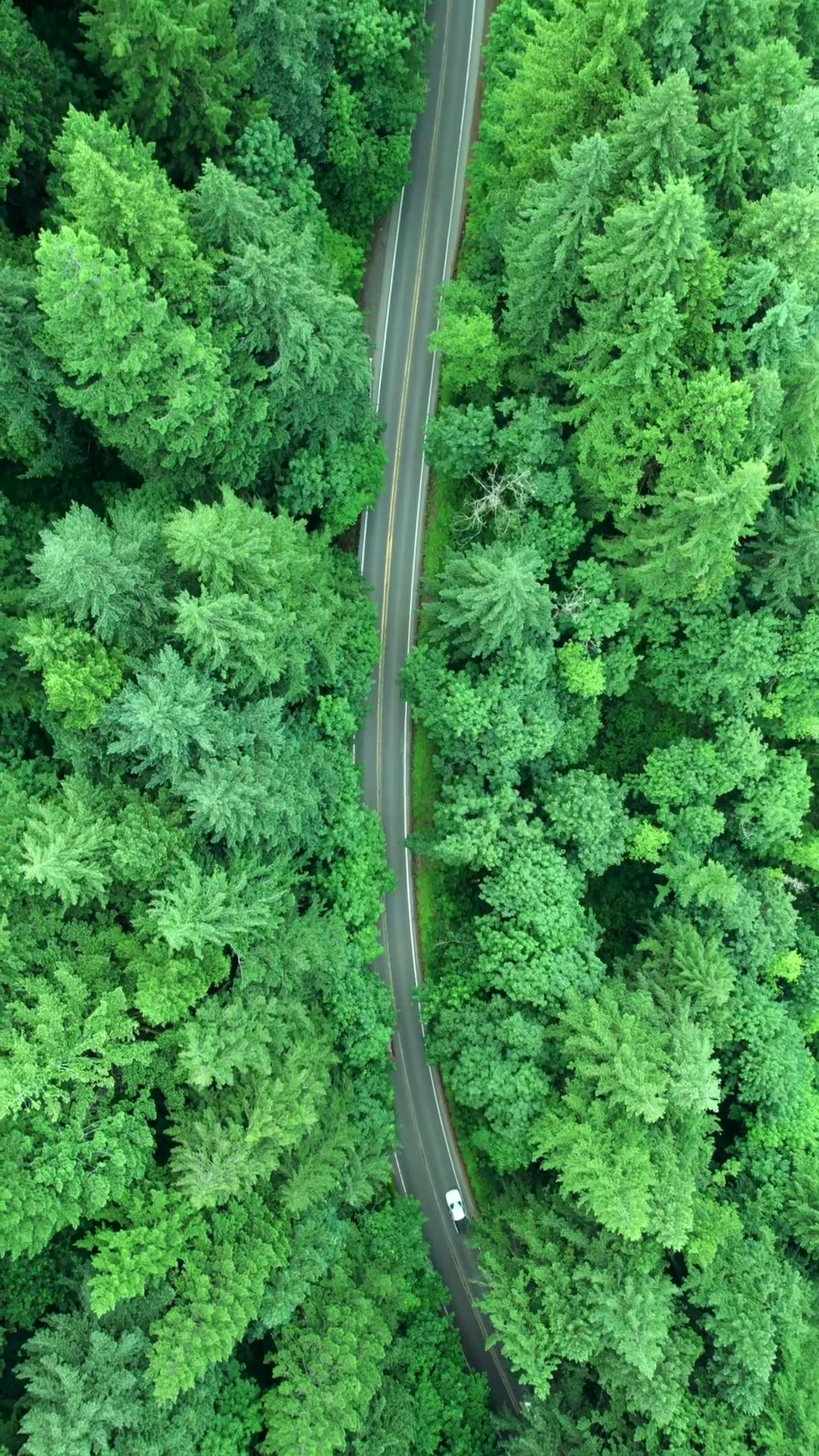Birds Eye View of a Road Going through a Dense Forest · Free Stock Video