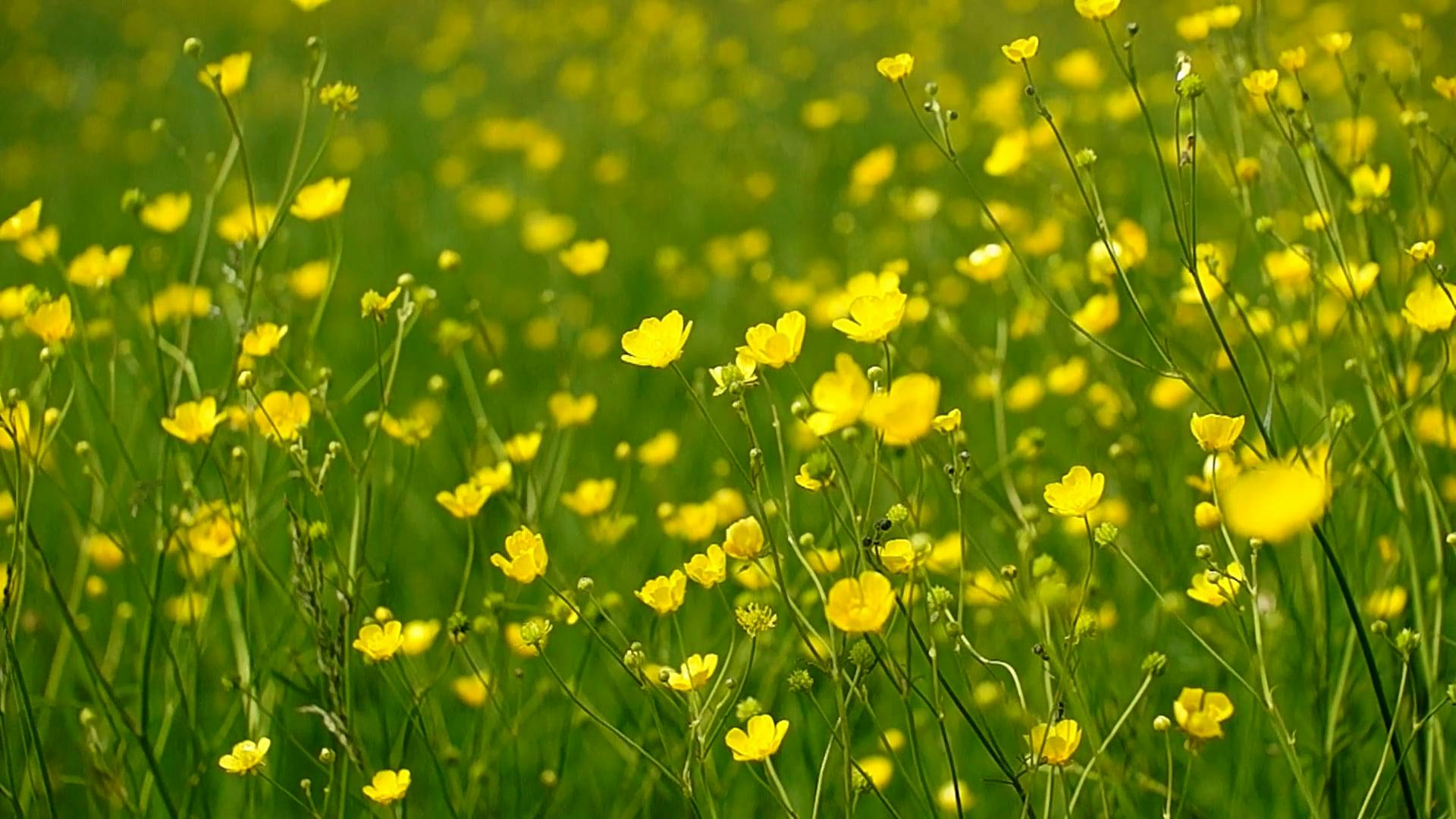 A Field of Buttercup Flowers · Free Stock Video