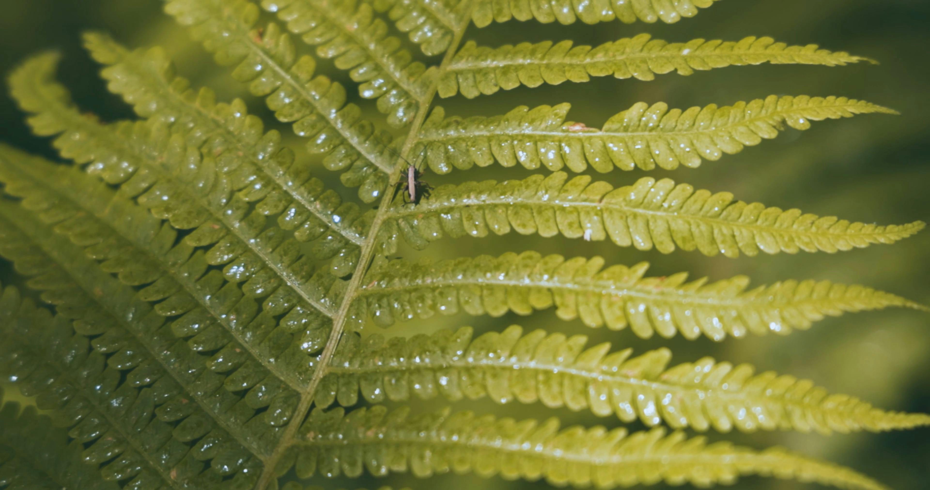 Close up of an Insect on a Fern Free Stock Video Footage, Royalty-Free ...