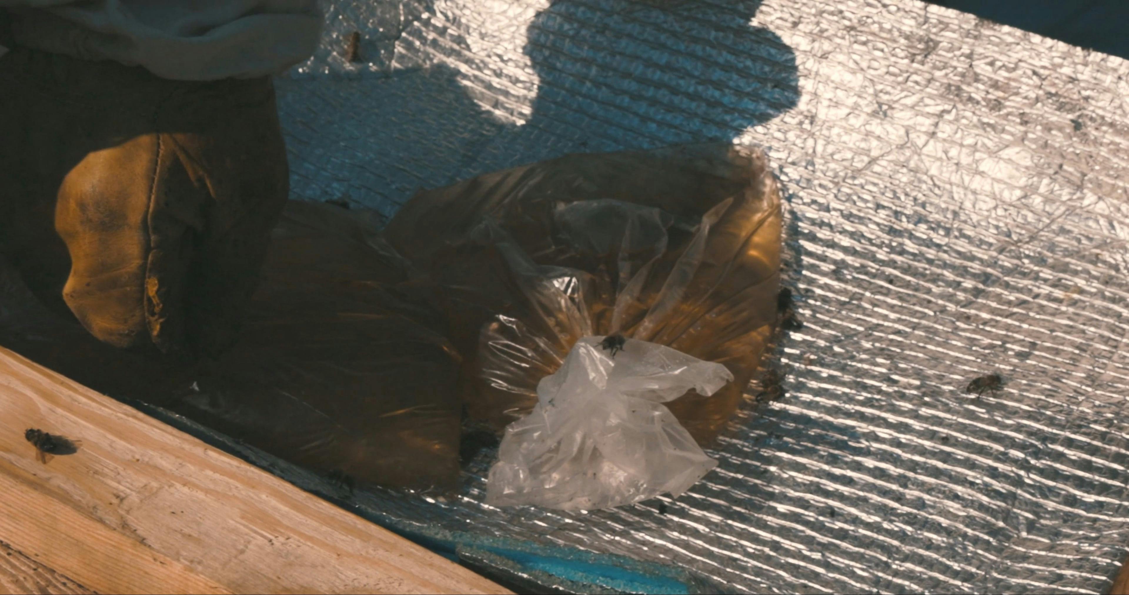 Honey Poke Videos, Download The BEST Free 4k Stock Video Footage ...