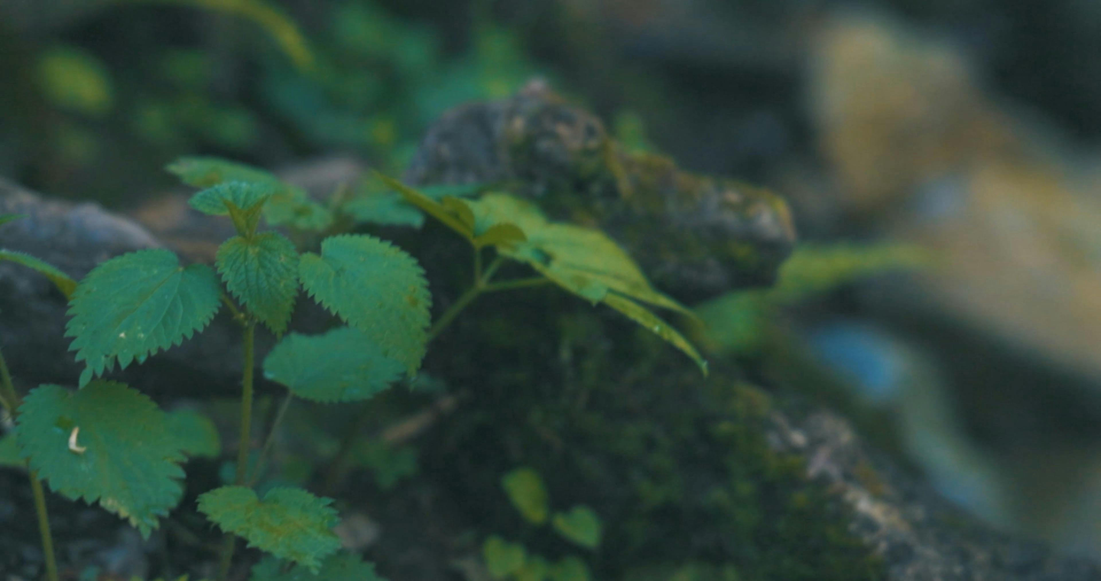 Moss Sprout Videos, Download The BEST Free 4k Stock Video Footage & Moss Sprout HD Video Clips