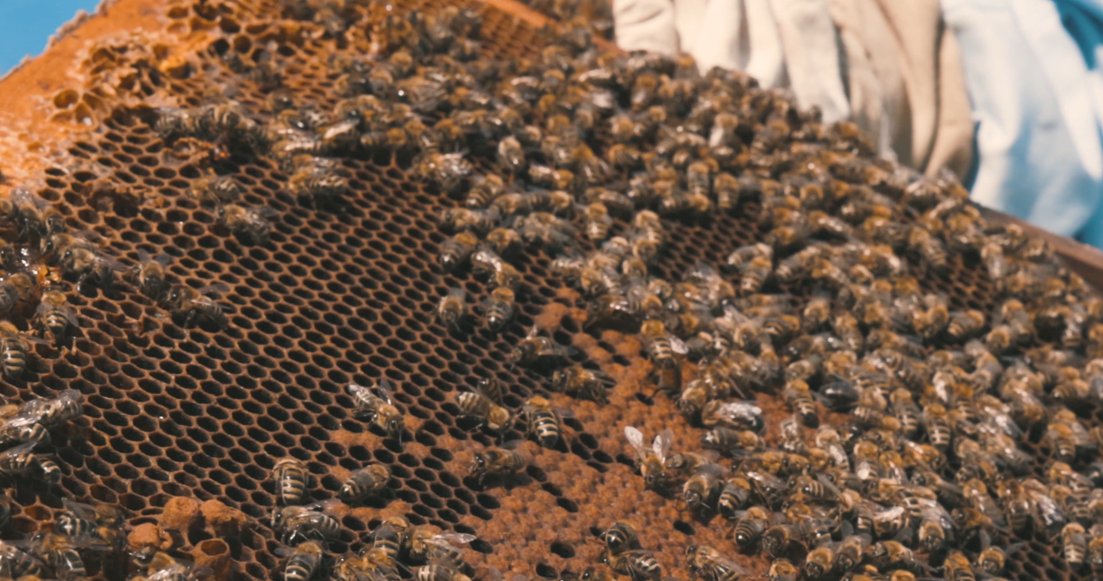 A Swarm of Bees in Apiary · Free Stock Video