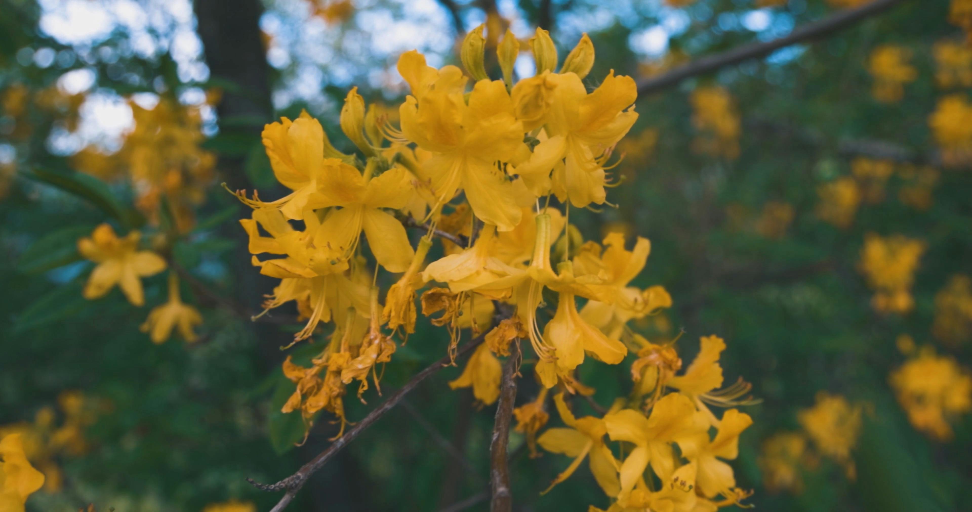 Yellow Azalea Videos, Download The BEST Free 4k Stock Video Footage ...