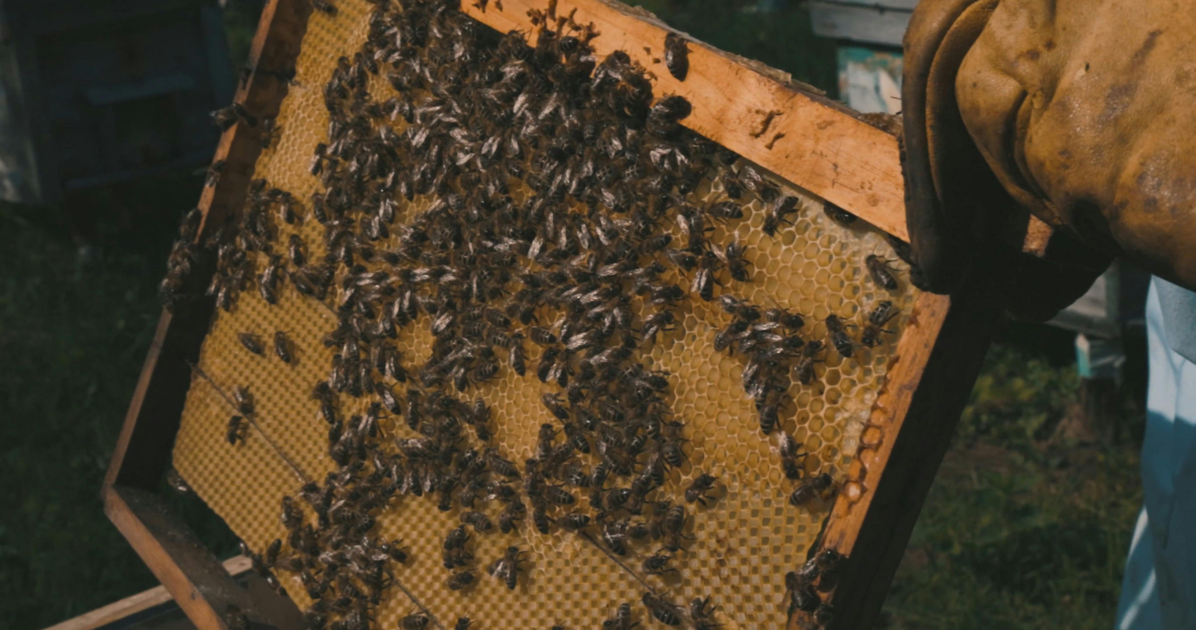 Bee Pests Videos, Download The BEST Free 4k Stock Video Footage & Bee Pests HD Video Clips