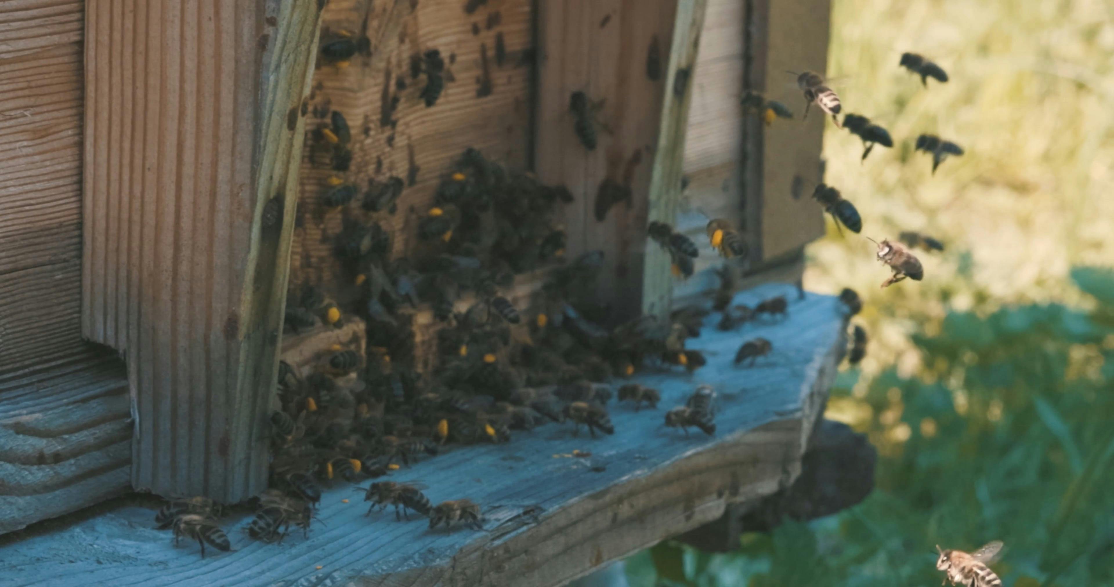 Close-up of Bees Rushing to the Honey Free Stock Video Footage, Royalty ...