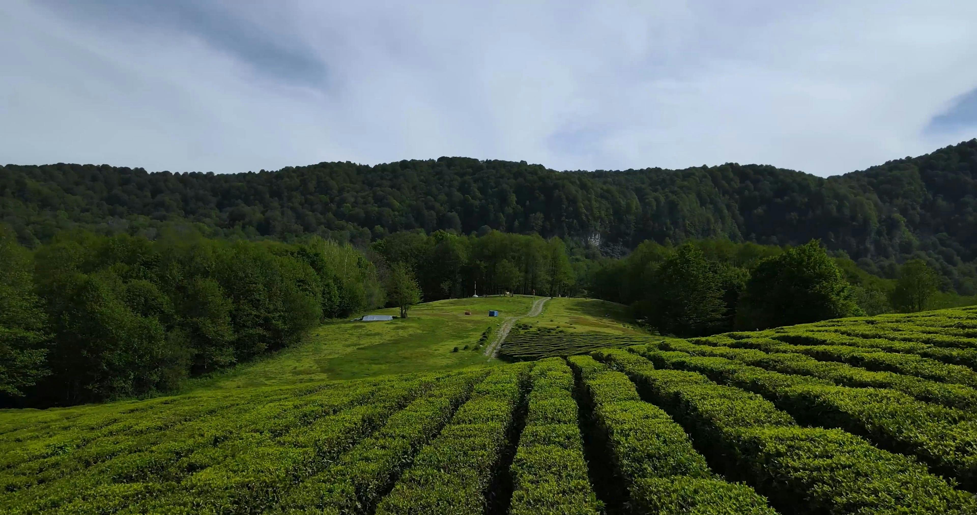 Tea Farm Videos, Download The BEST Free 4k Stock Video Footage & Tea ...