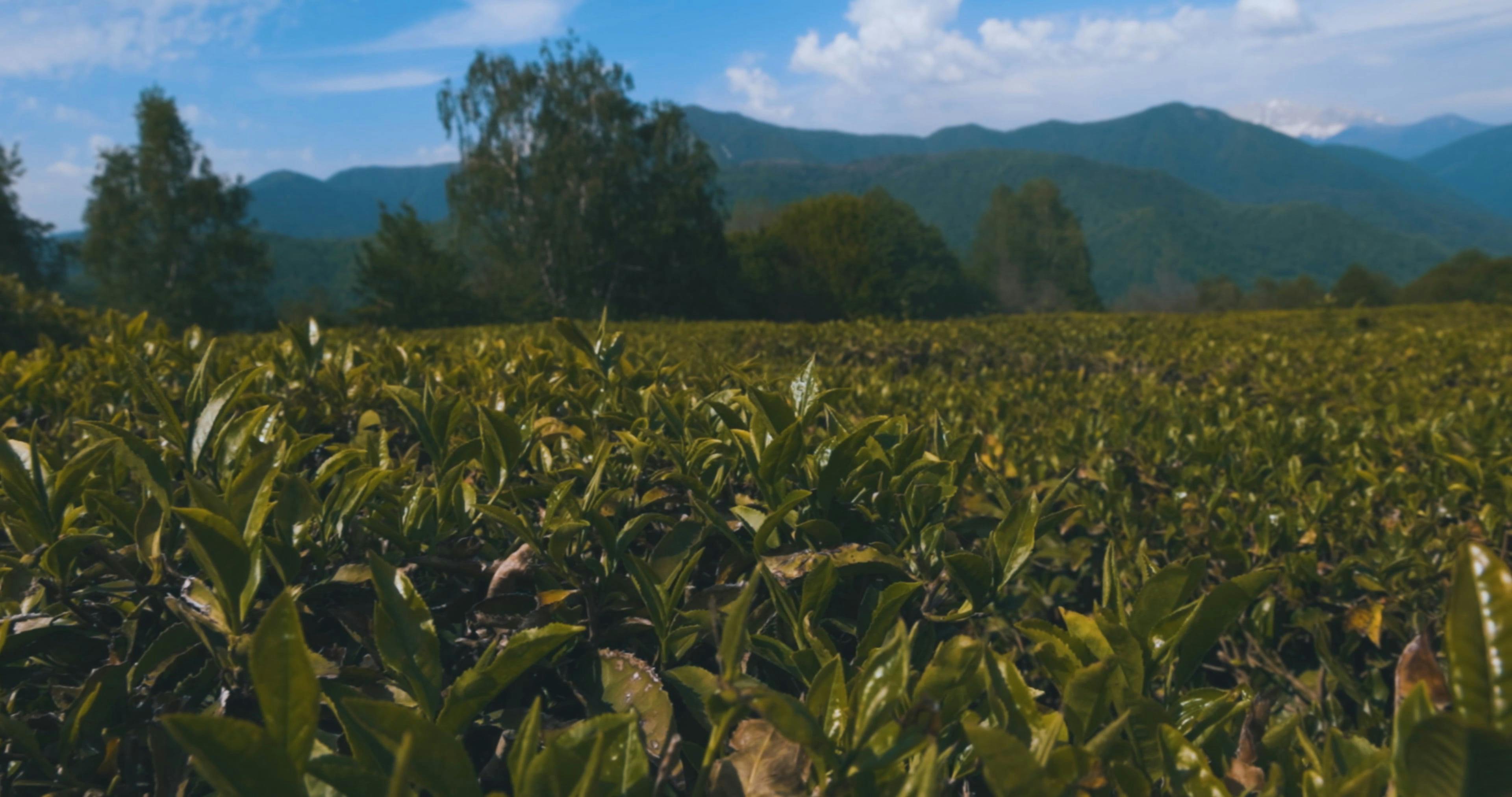 Tea Sky Videos, Download The BEST Free 4k Stock Video Footage & Tea Sky ...