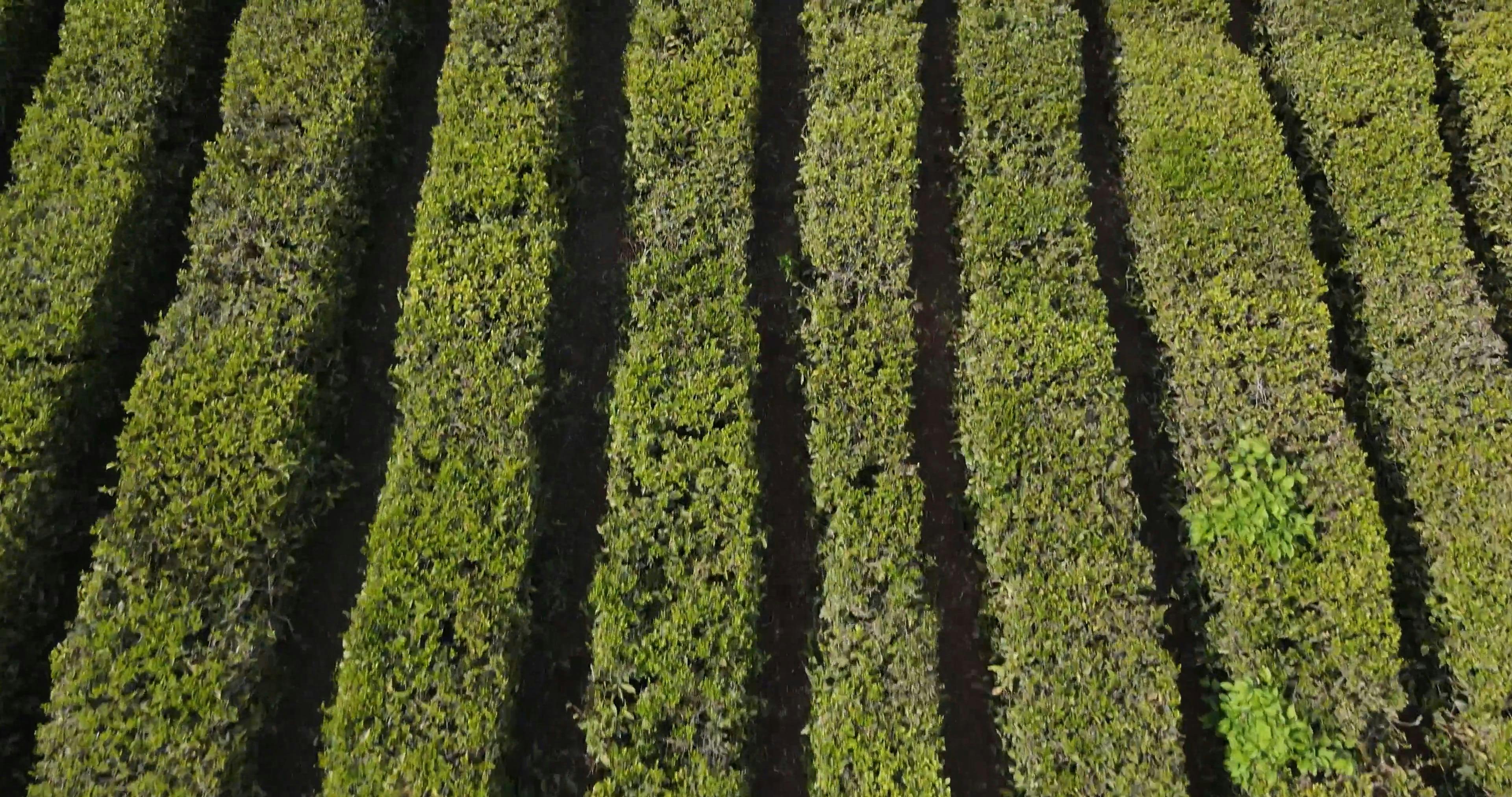 Vines Landscape Videos, Download The BEST Free 4k Stock Video Footage ...