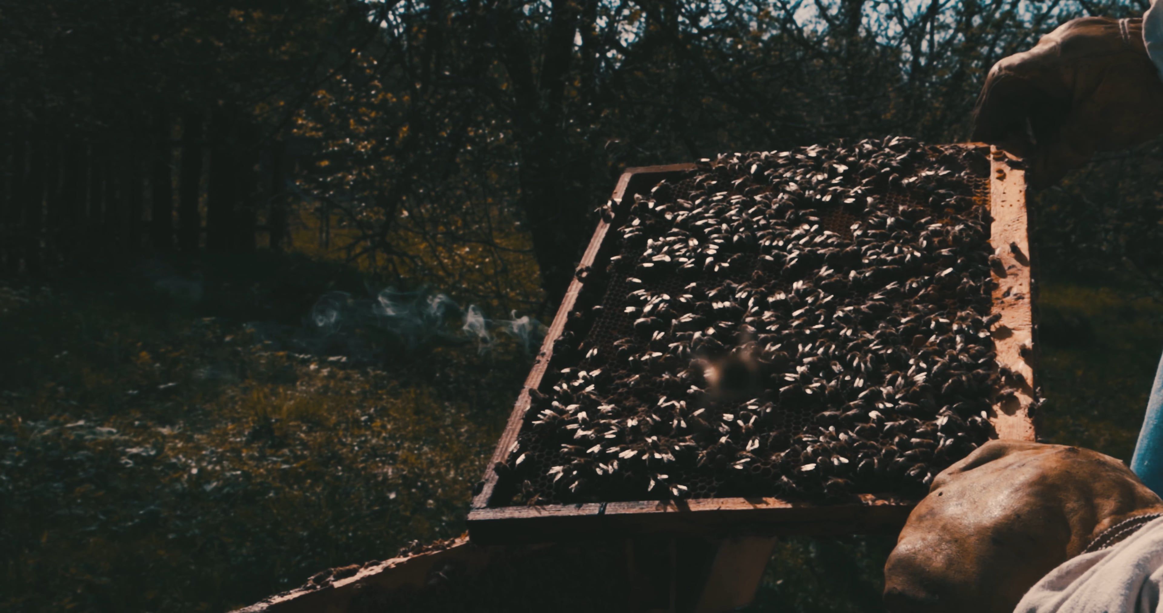 A Man Holding Beehive Full of Bees Free Stock Video Footage, Royalty ...