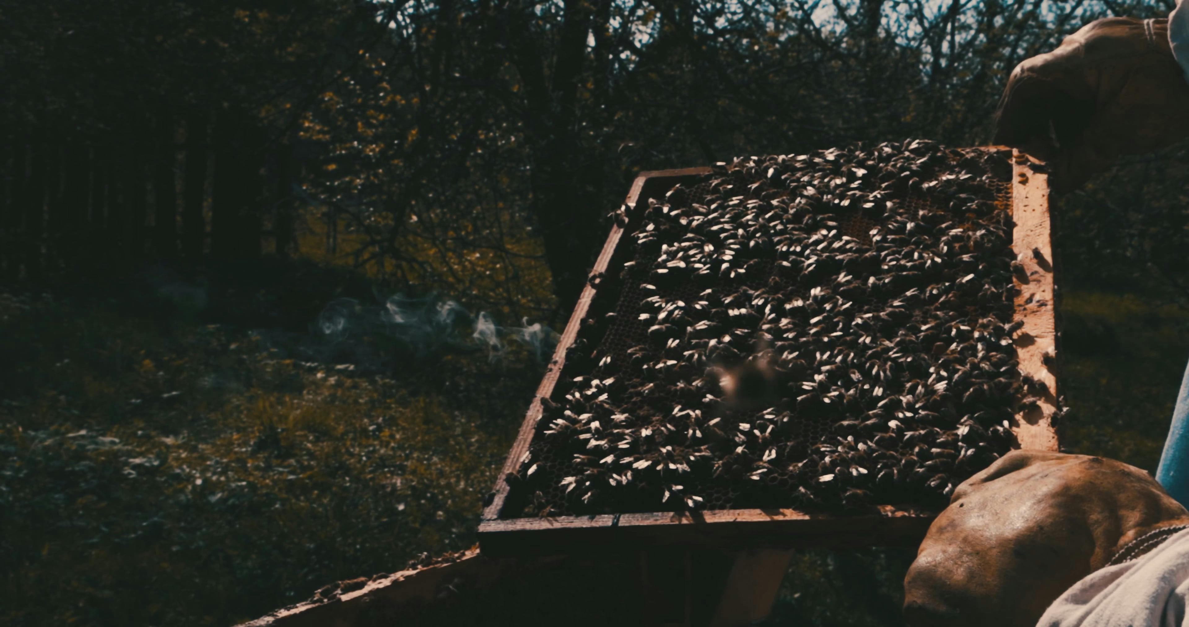 A Man Holding Beehive Full of Bees · Free Stock Video