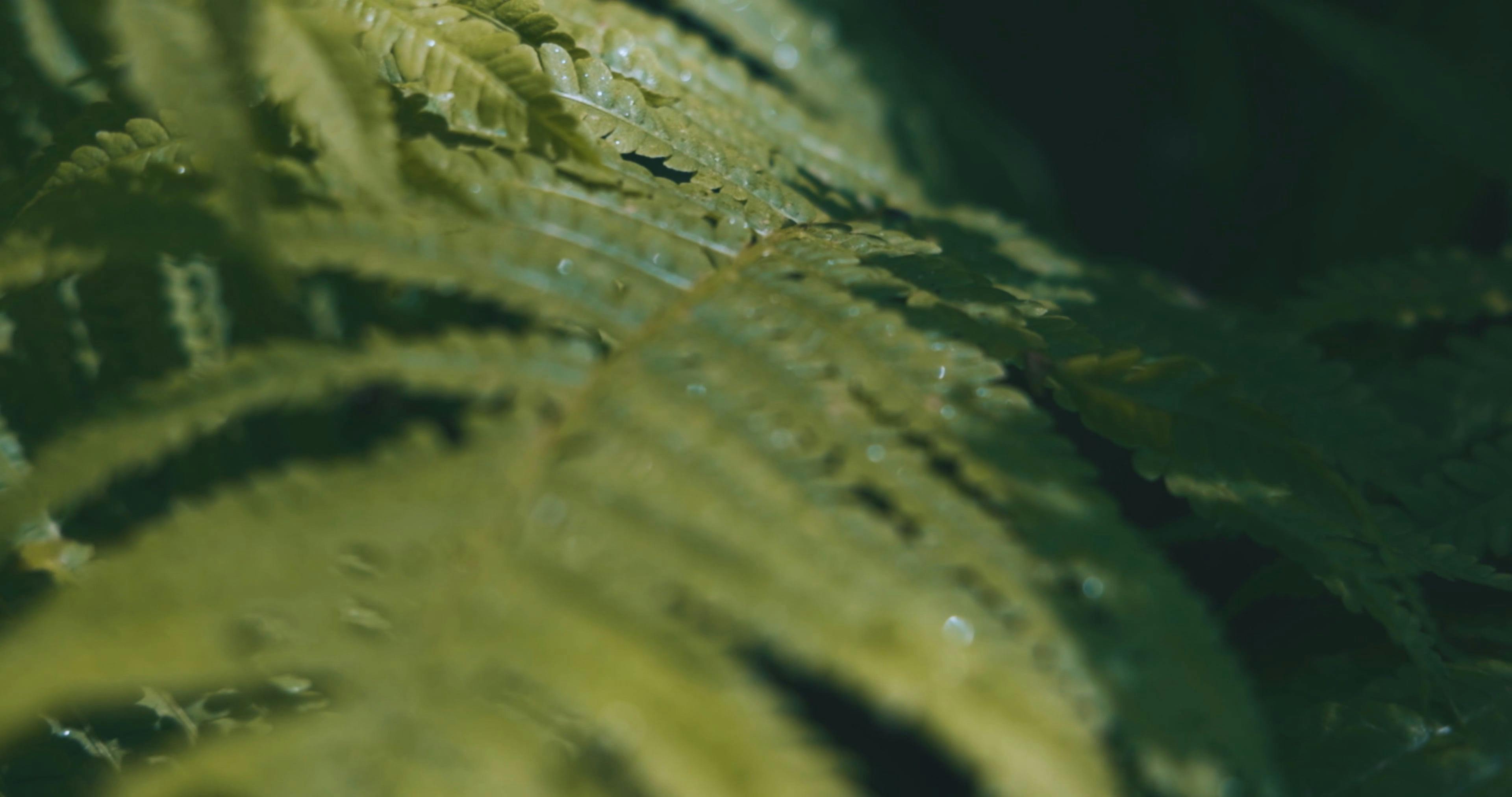 Close Up of a Fern · Free Stock Video