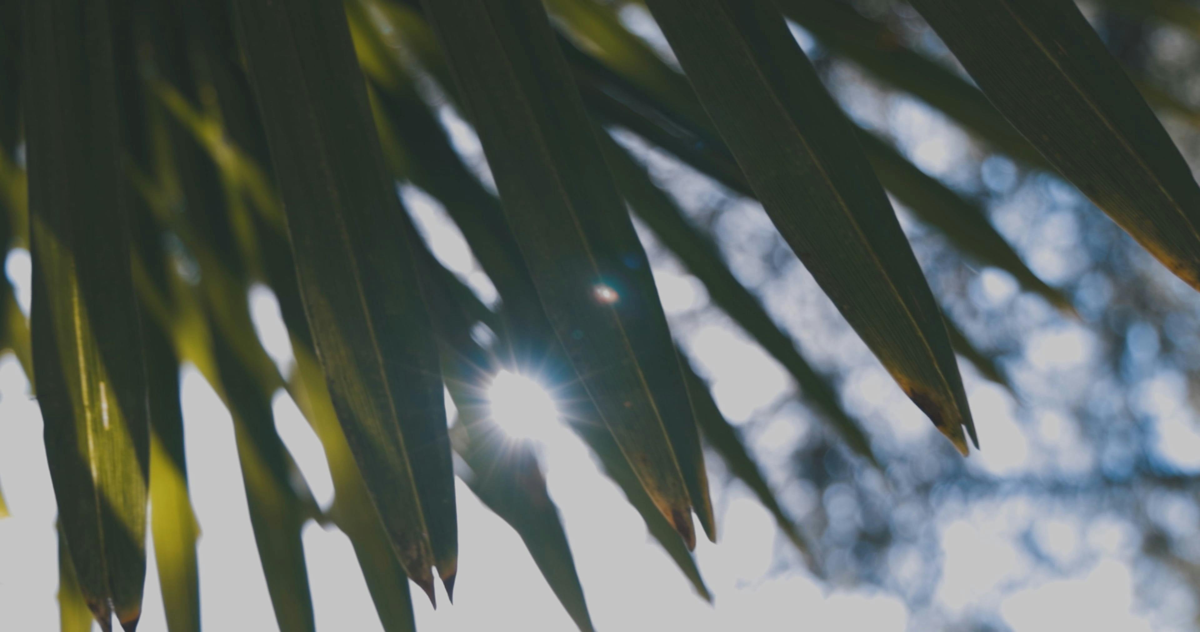 Youtub To Low Yields&Qs=N&Form=Qbre&Sp= 1&Ghc=1&Lq=0&Pq=Explain How The ...