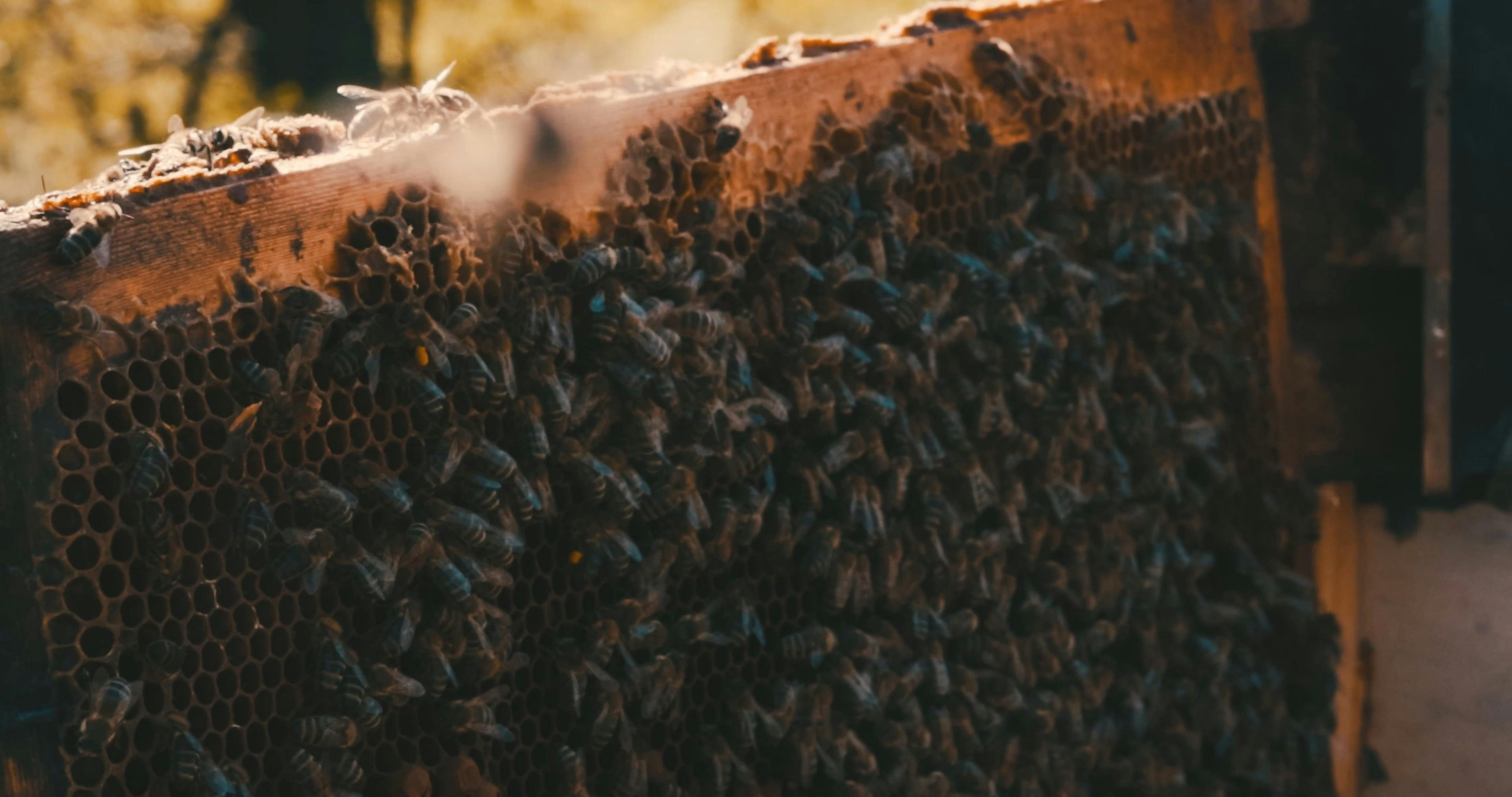 Honey Bees Free Stock Video Footage, Royalty-Free 4K & HD Video Clip