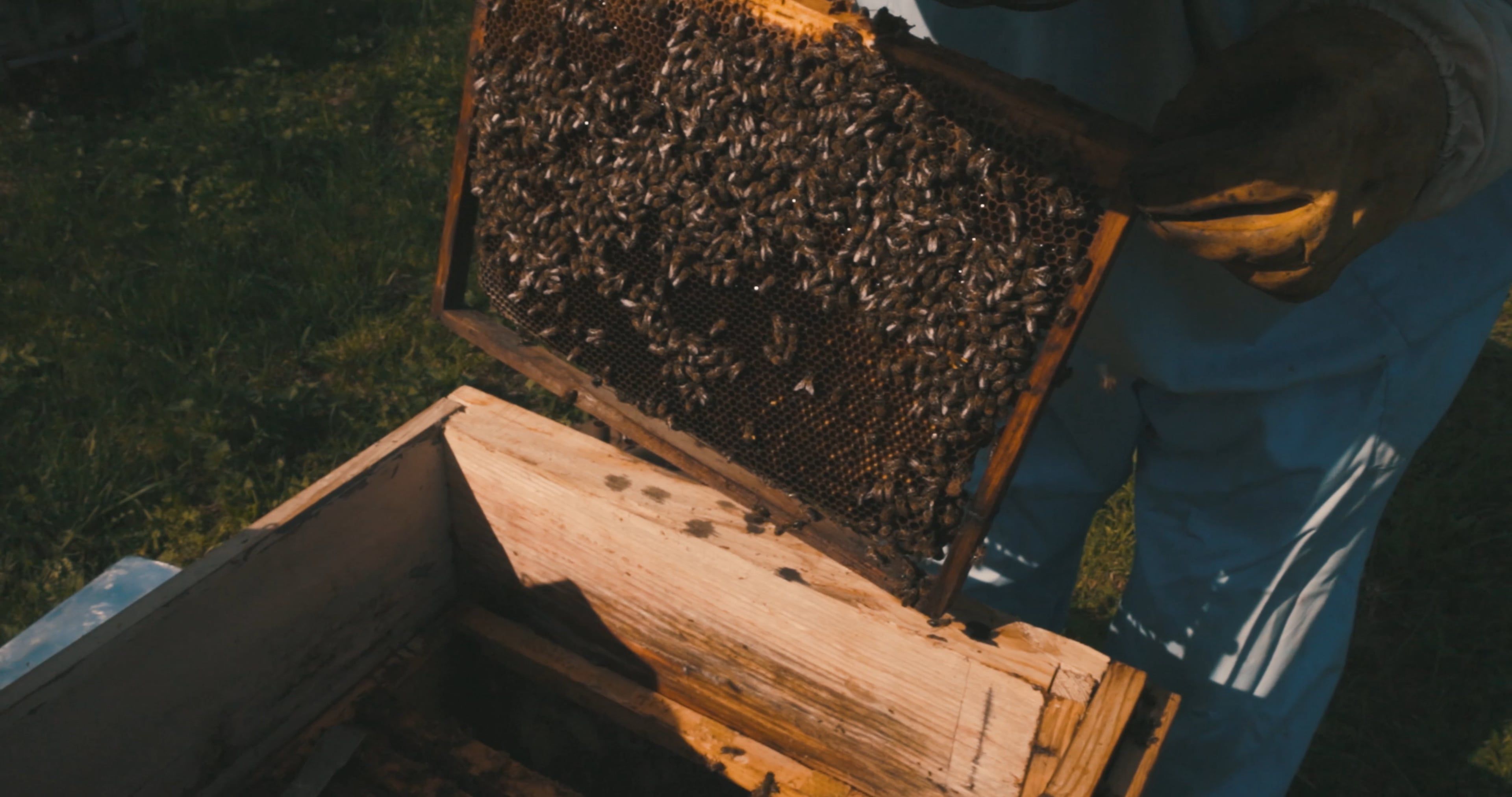 Beehive Videos, Download The BEST Free 4k Stock Video Footage & Beehive ...