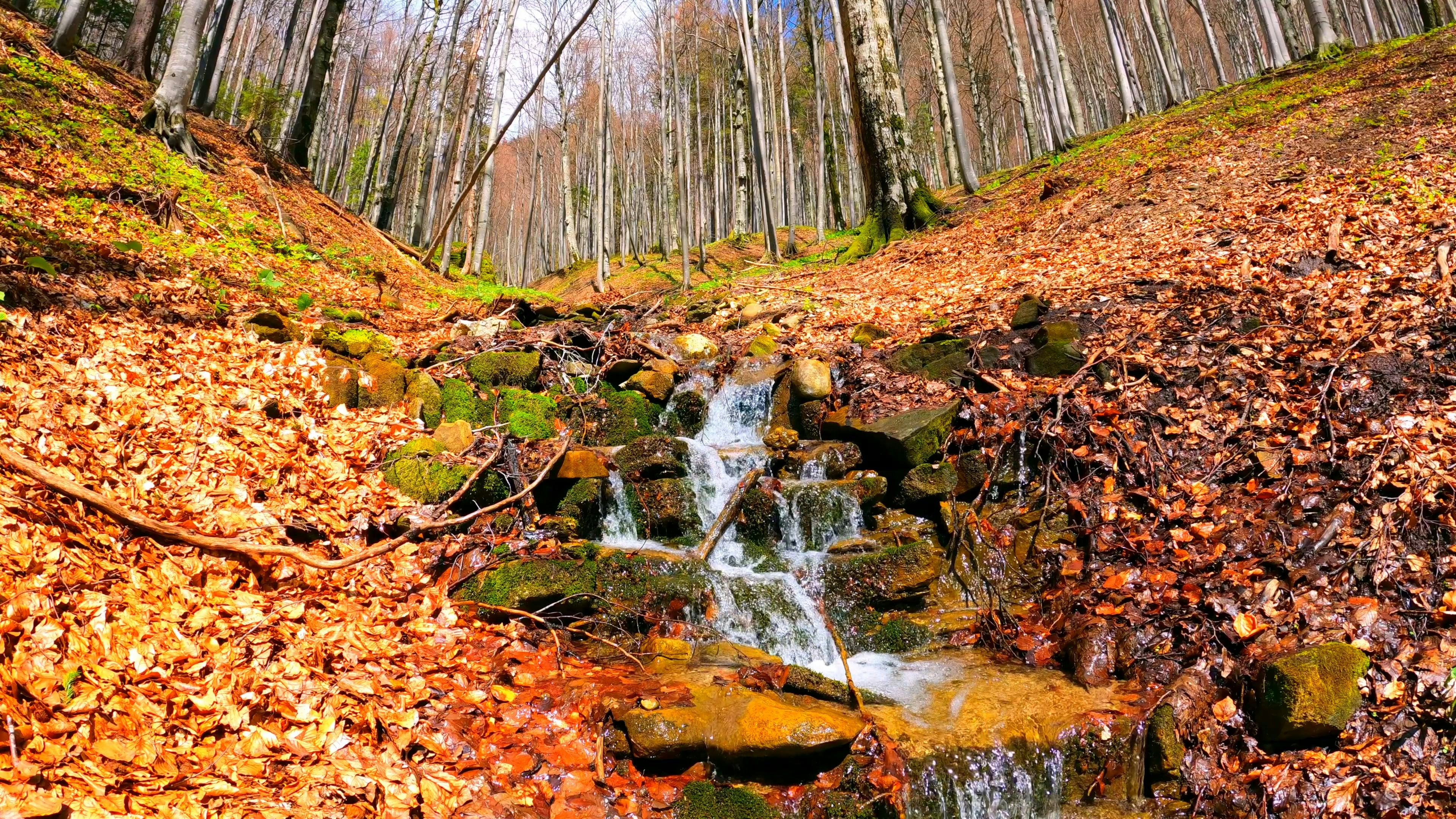 Streams Through Woods Videos, Download Free 4k Stock Video Footage ...
