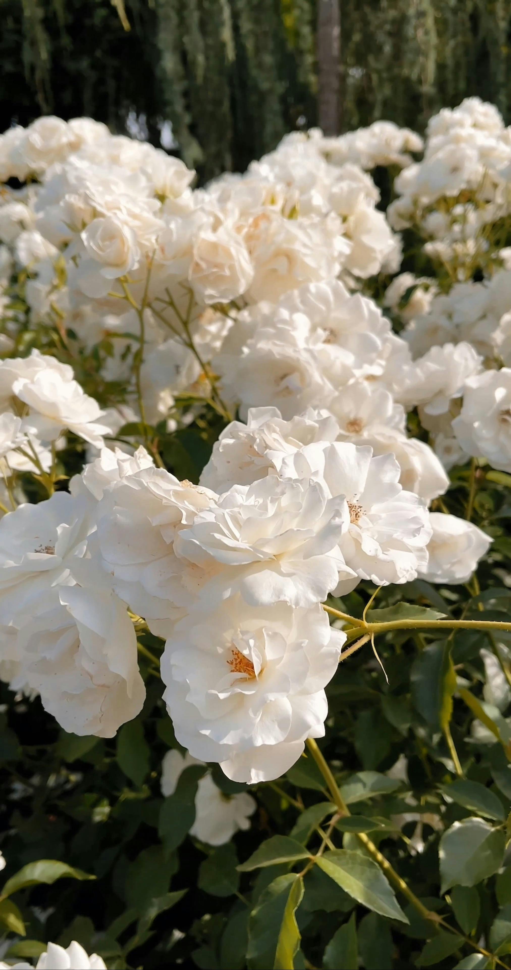 Blossoming Flowers Videos, Download The BEST Free 4k Stock Video ...