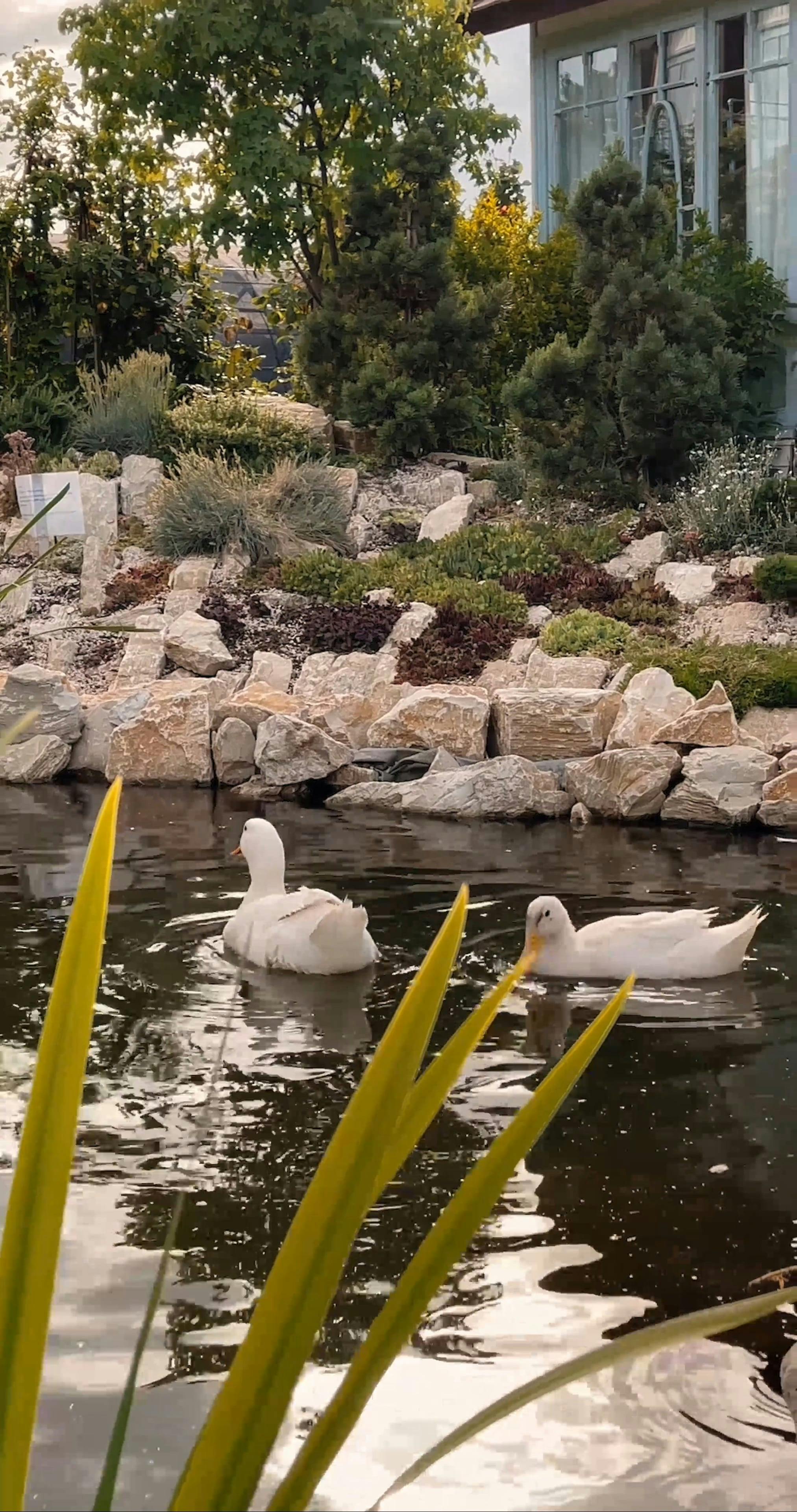 Swans Swimming in the Pond Free Stock Video Footage, Royalty-Free 4K ...