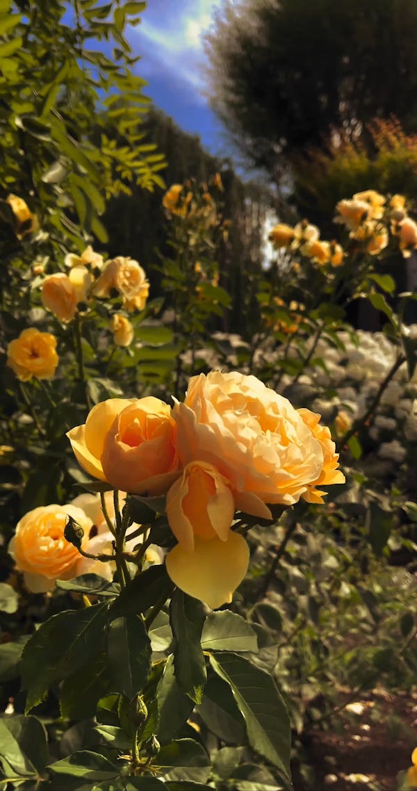 Flower Blooming Videos, Download The BEST Free 4k Stock Video Footage ...