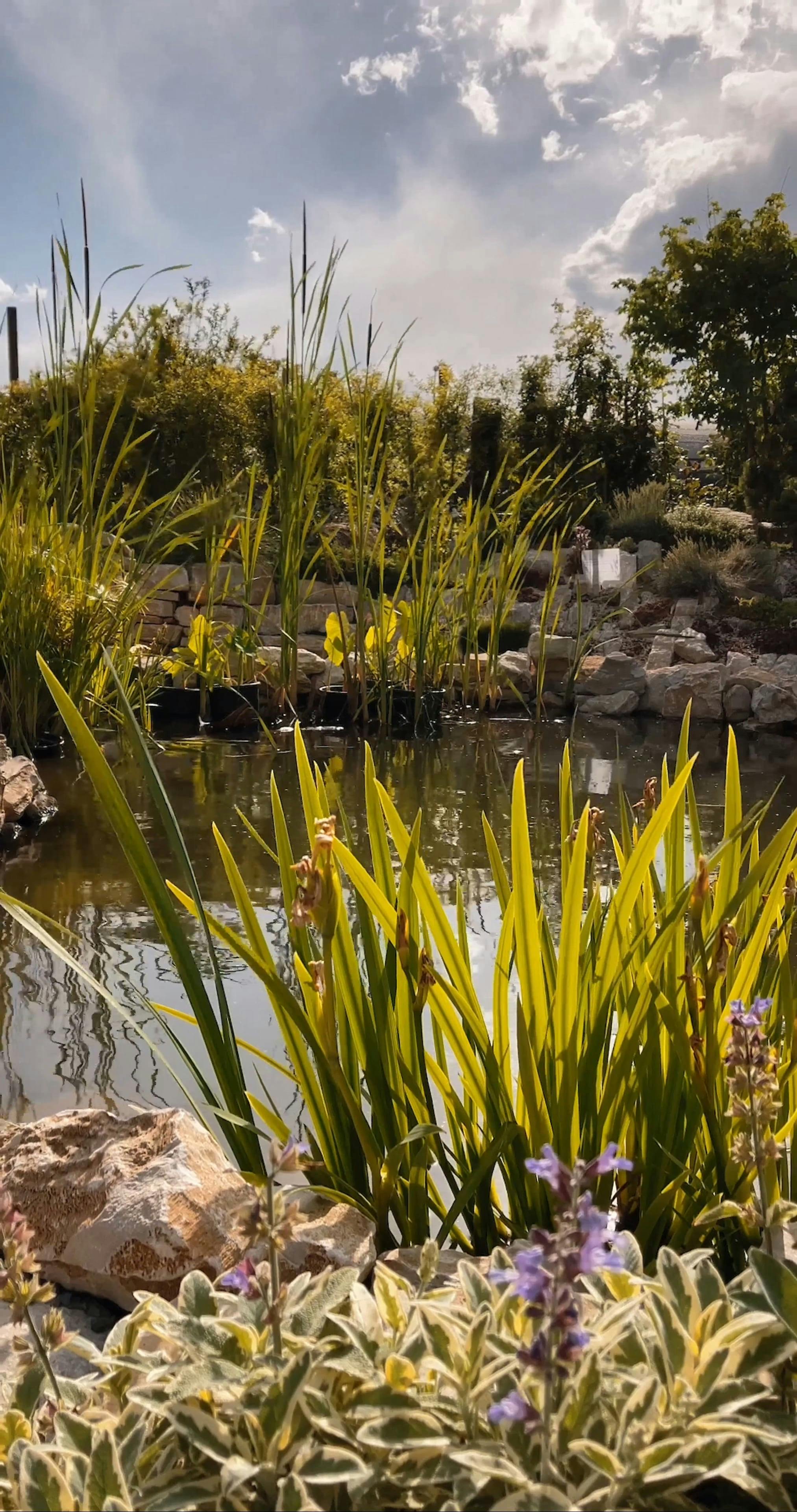 A Man-made Pond Surrounded by Rocks and Plants Free Stock Video Footage ...