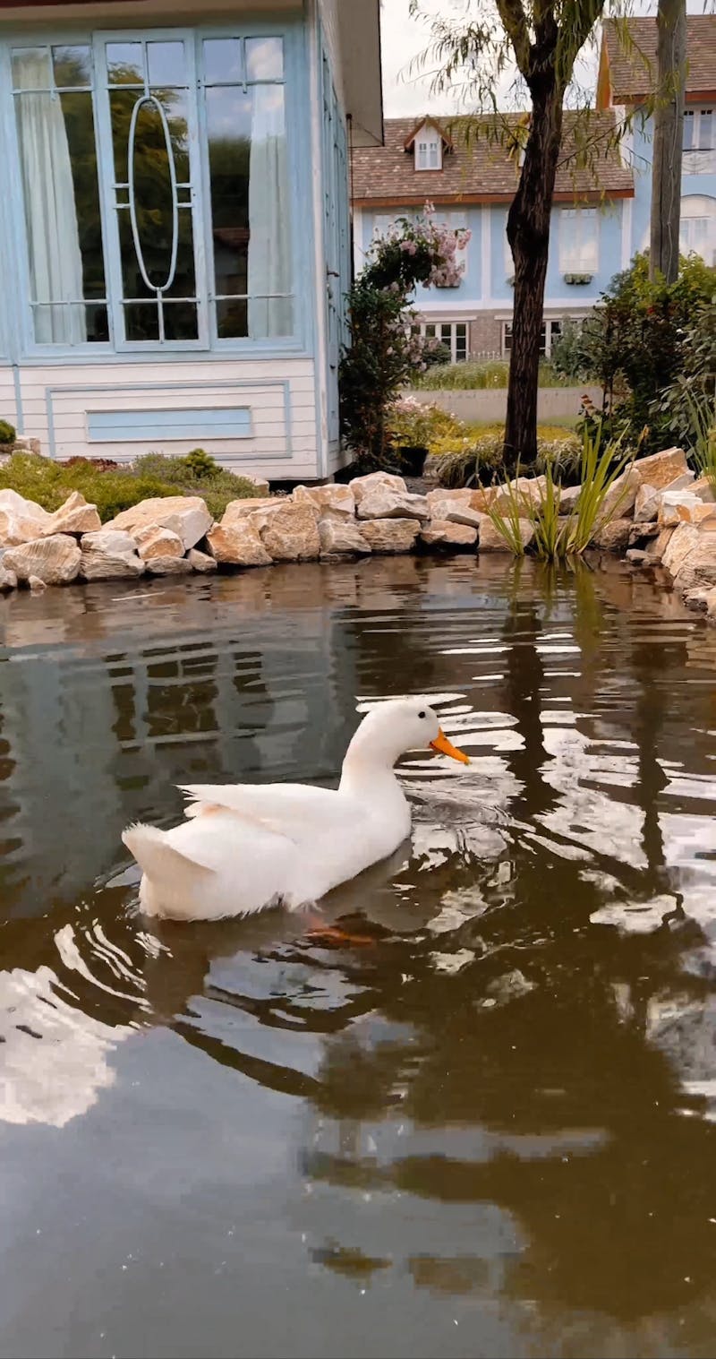 Duck Videos, Download The BEST Free 4k Stock Video Footage & Duck HD ...