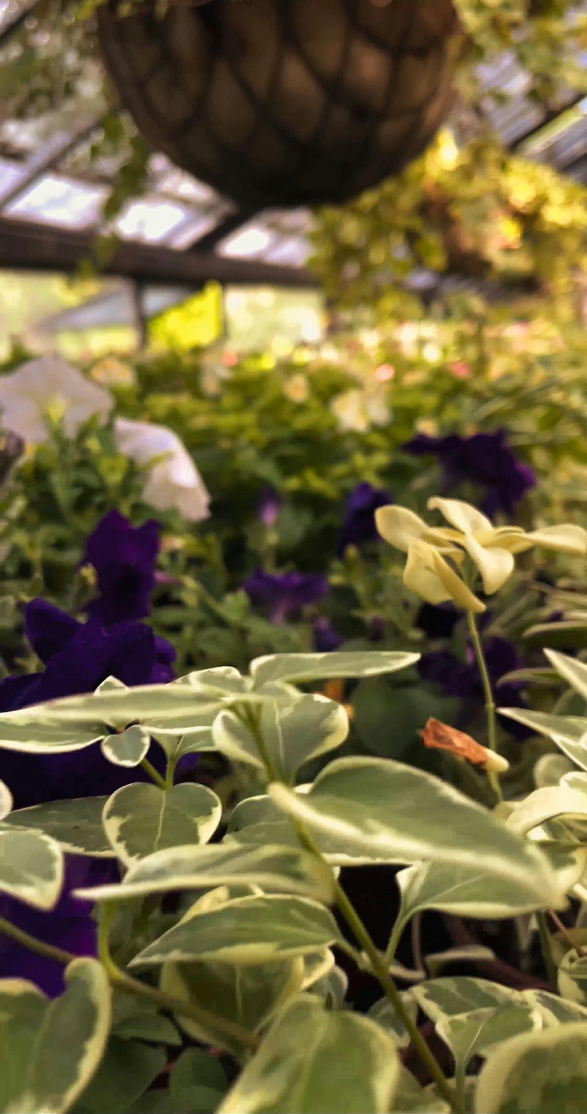 Vídeos de stock gratuitos sobre al aire libre, arreglo floral, botánica ...