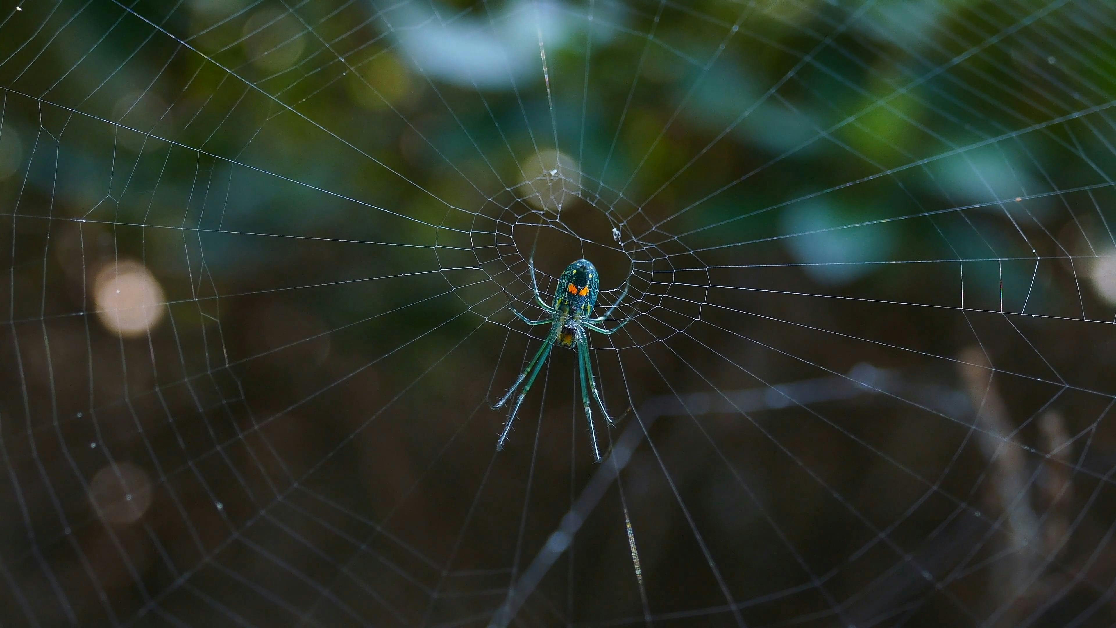 Close Up of a Spider on a Cobweb · Free Stock Video