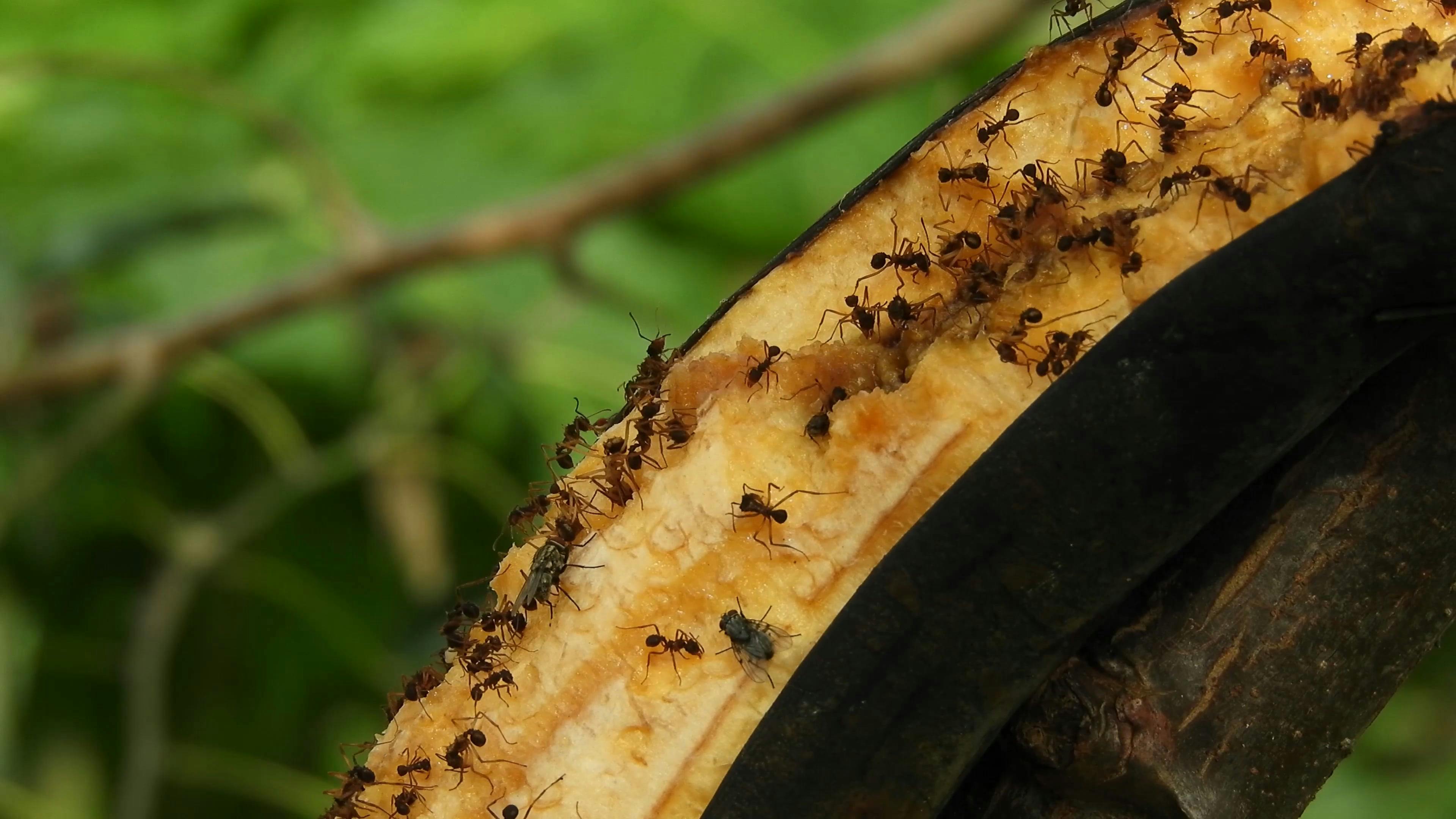 Close Up of Insects Eating a Banana Free Stock Video Footage, Royalty ...