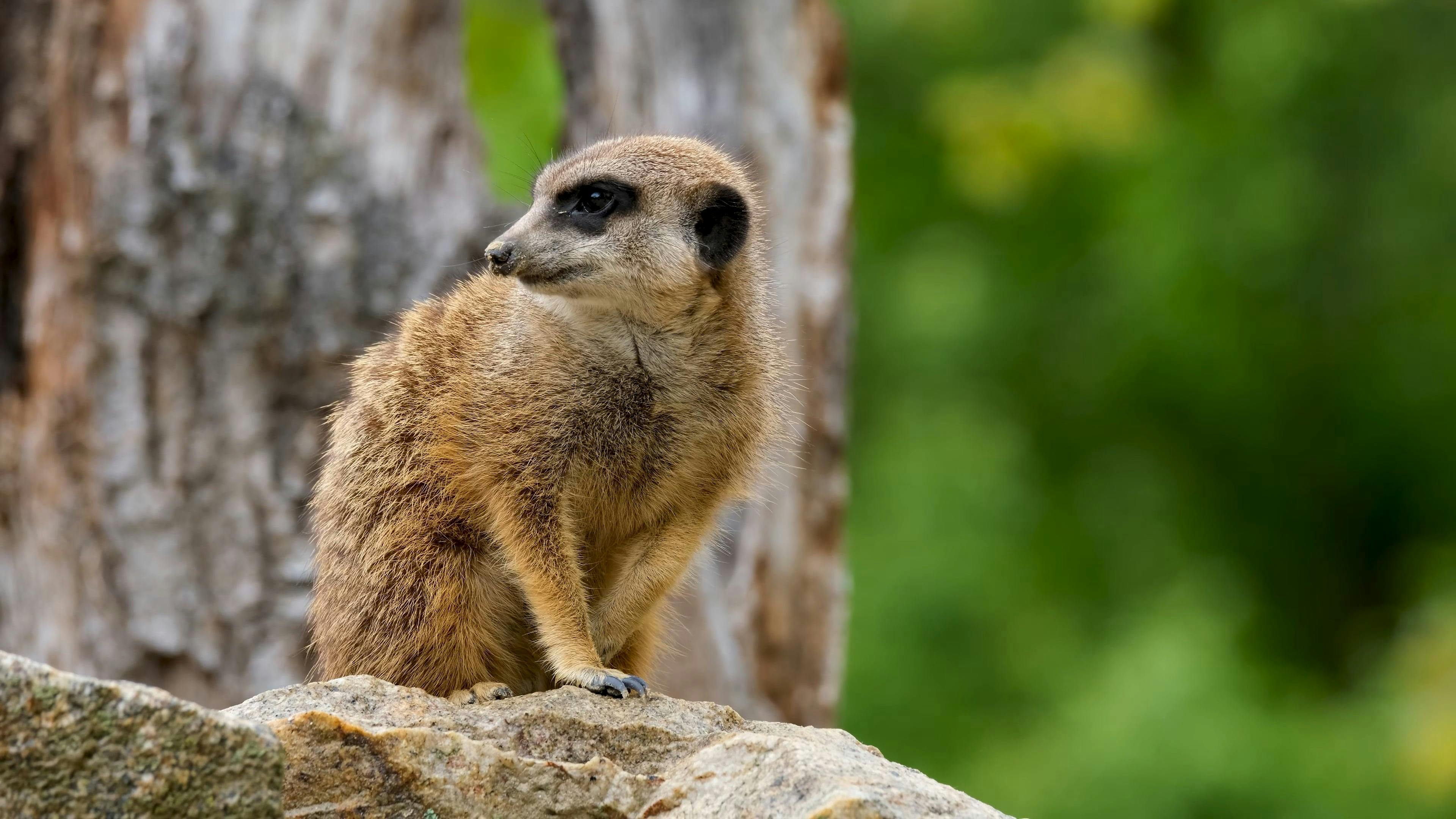 Cute Meerkats · Free Stock Video