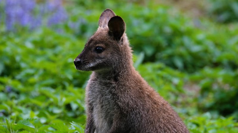 Kangaroo Videos, Download The BEST Free 4k Stock Video Footage ...
