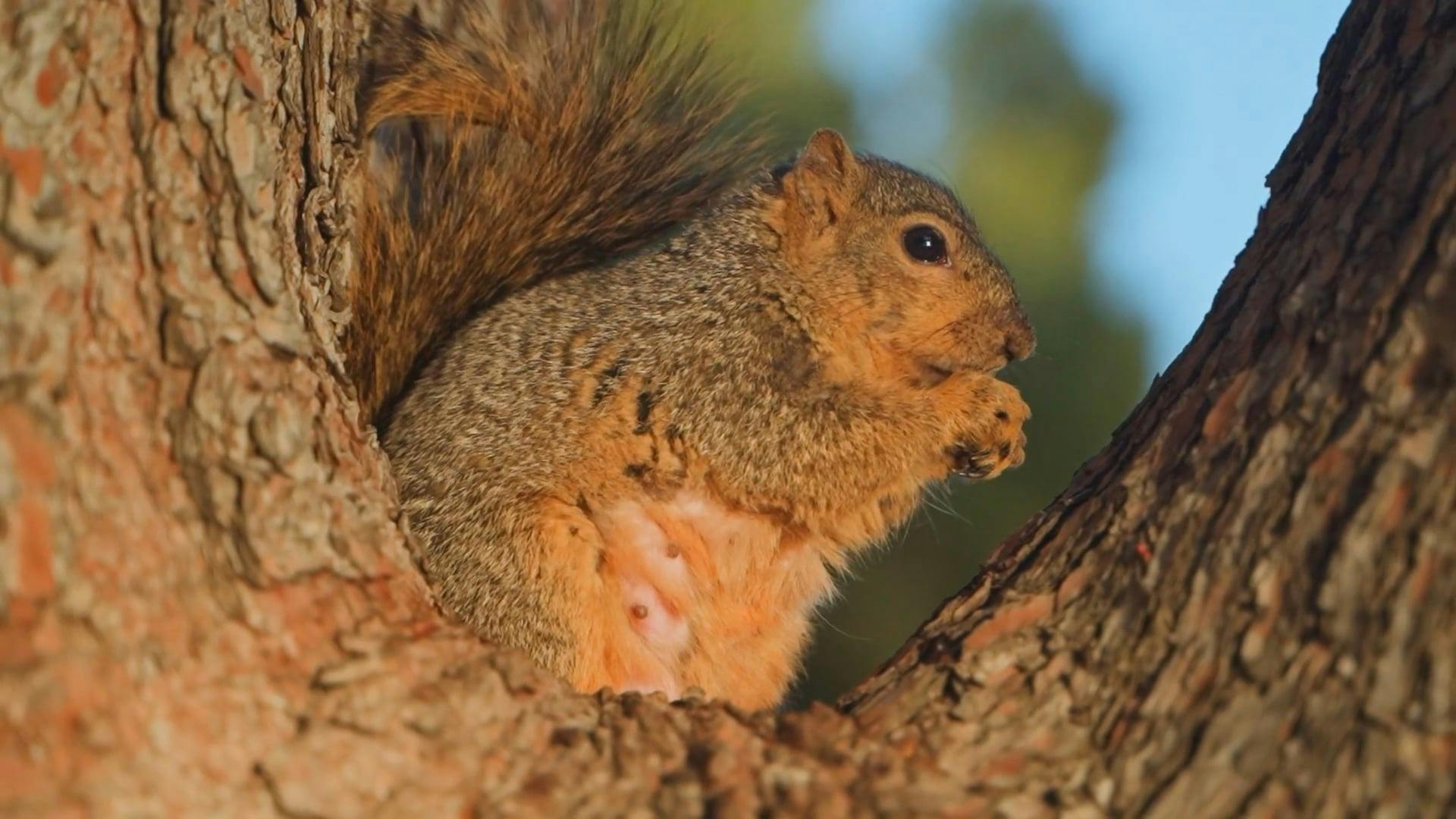 Snake Eating Its Tail Background Videos, Download The BEST Free 4k ...