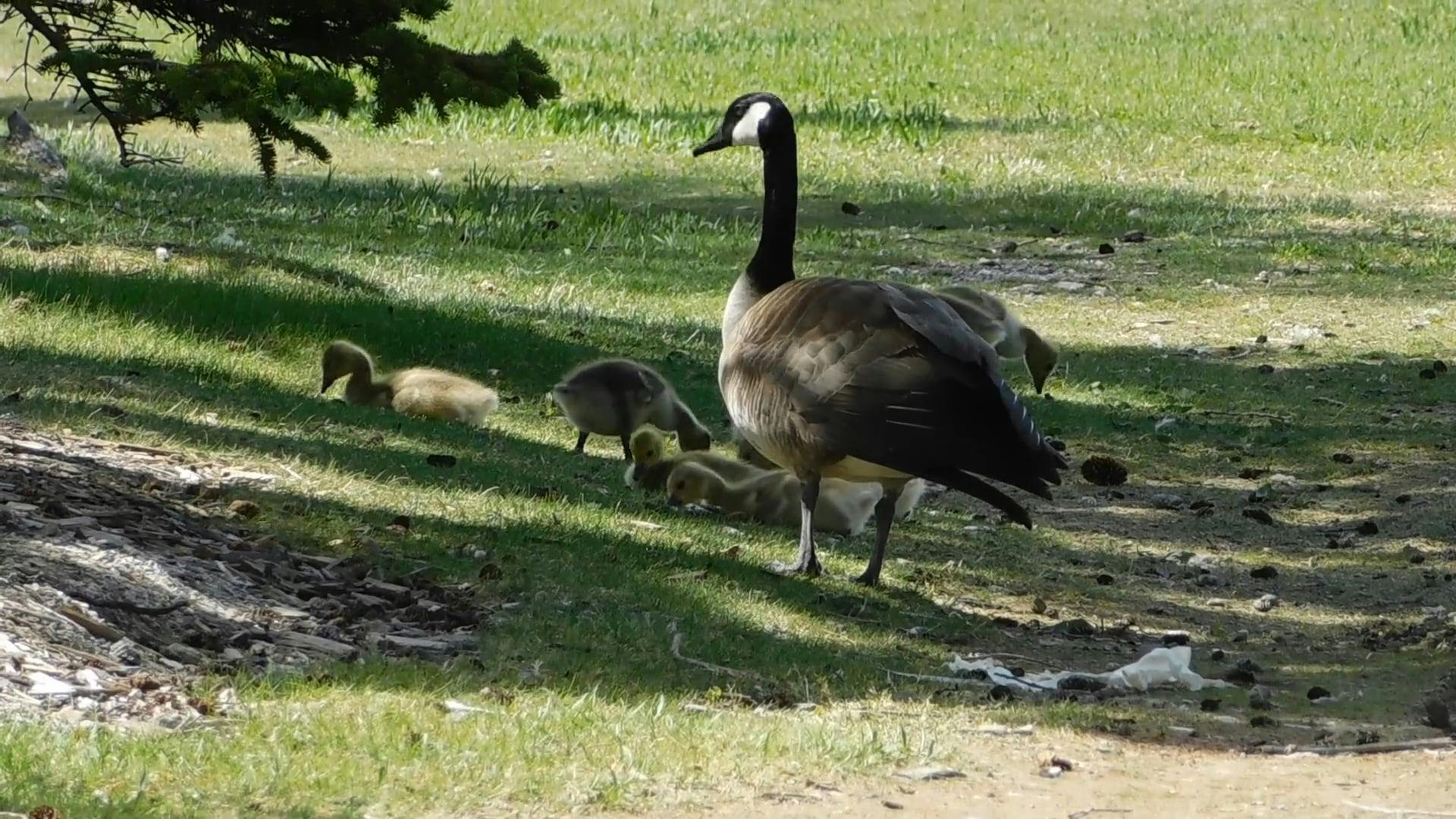 Goose Eat Videos, Download The BEST Free 4k Stock Video Footage & Goose ...