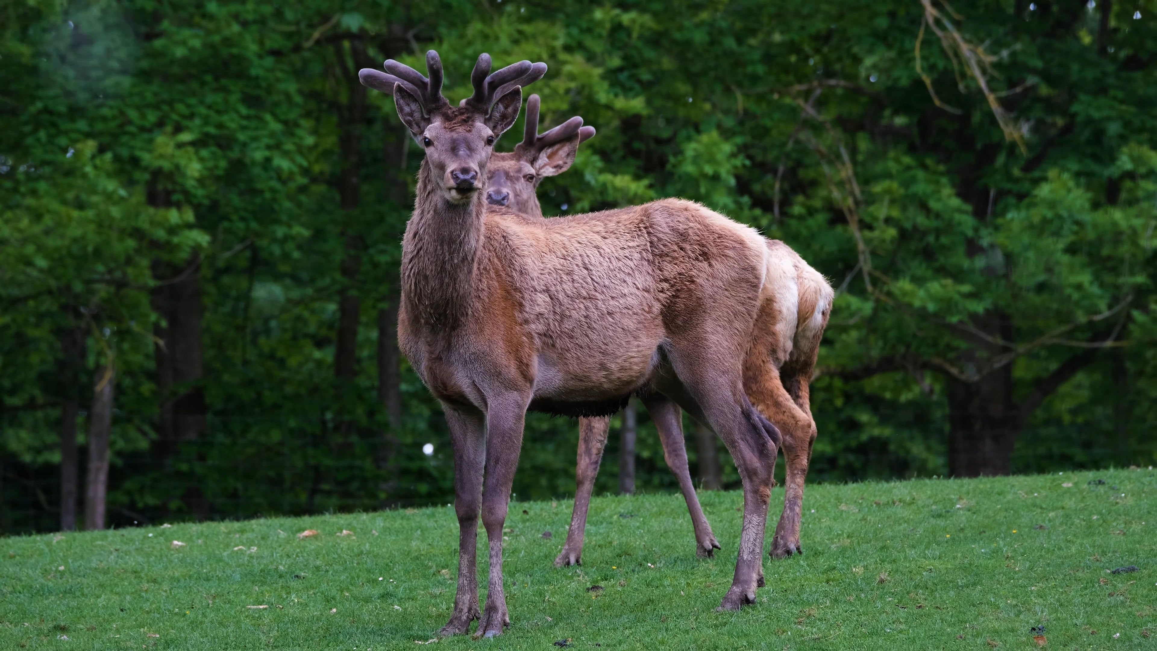 A Deer Shaking Its Body Free Stock Video Footage, Royalty-Free 4K & HD ...