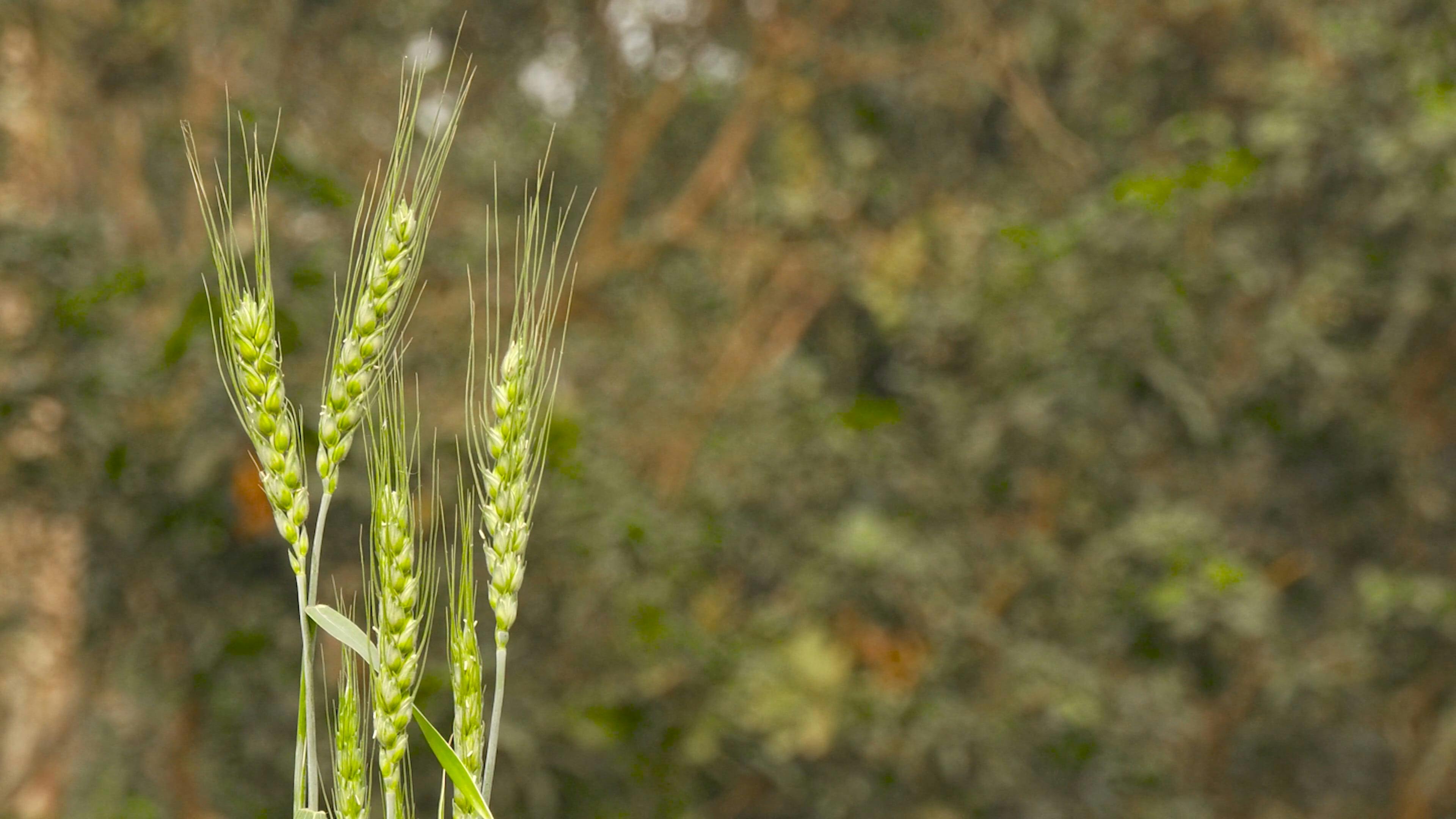 Close Up Shot of a Wheat Plant · Free Stock Video