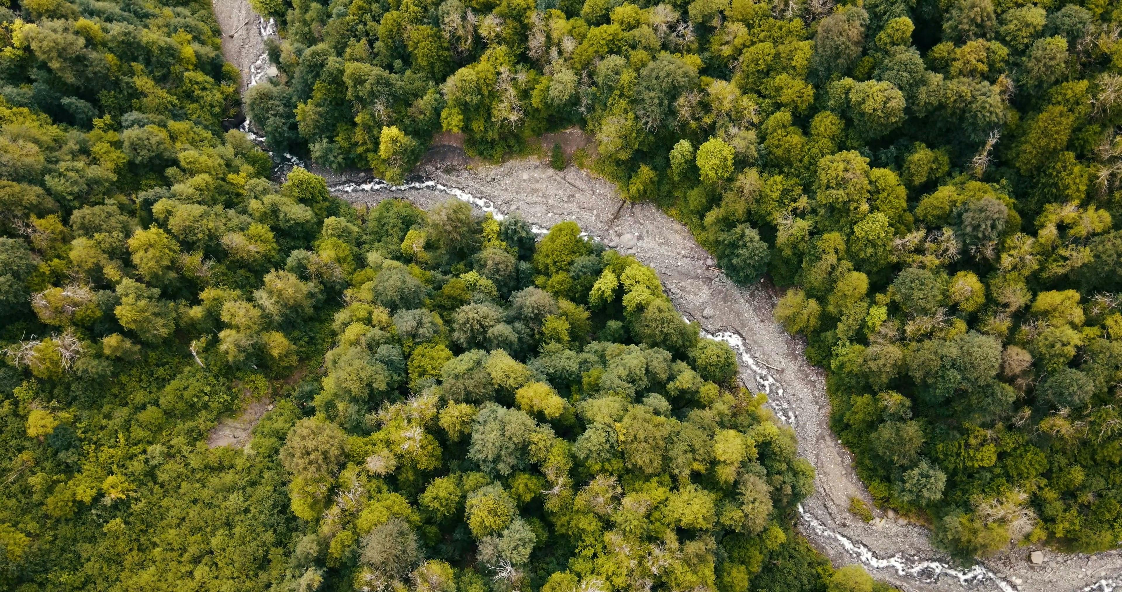 Bird's-Eye View of a Forest · Free Stock Video
