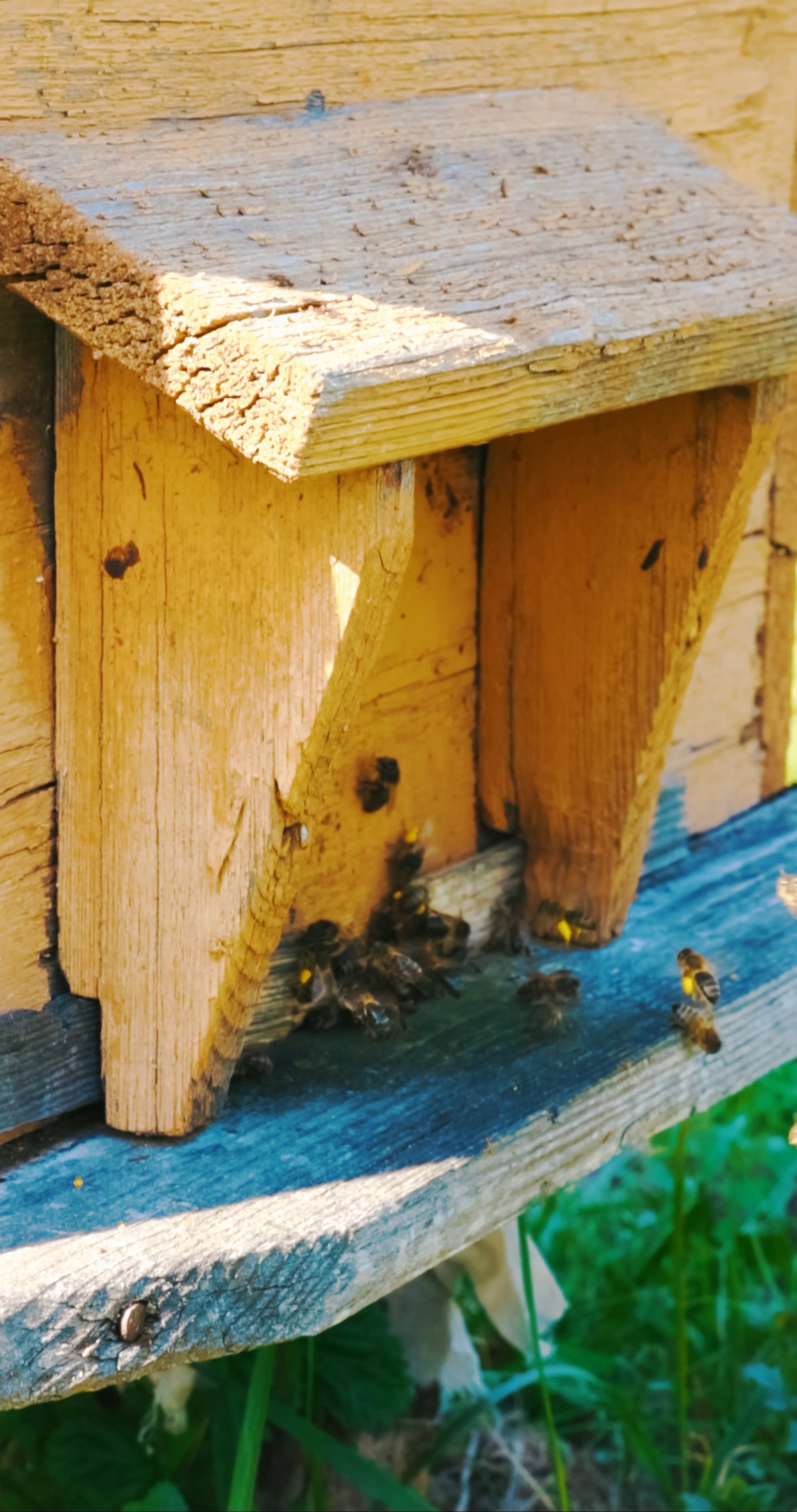 Bees Flying Free Stock Video Footage, Royalty-Free 4K & HD Video Clip