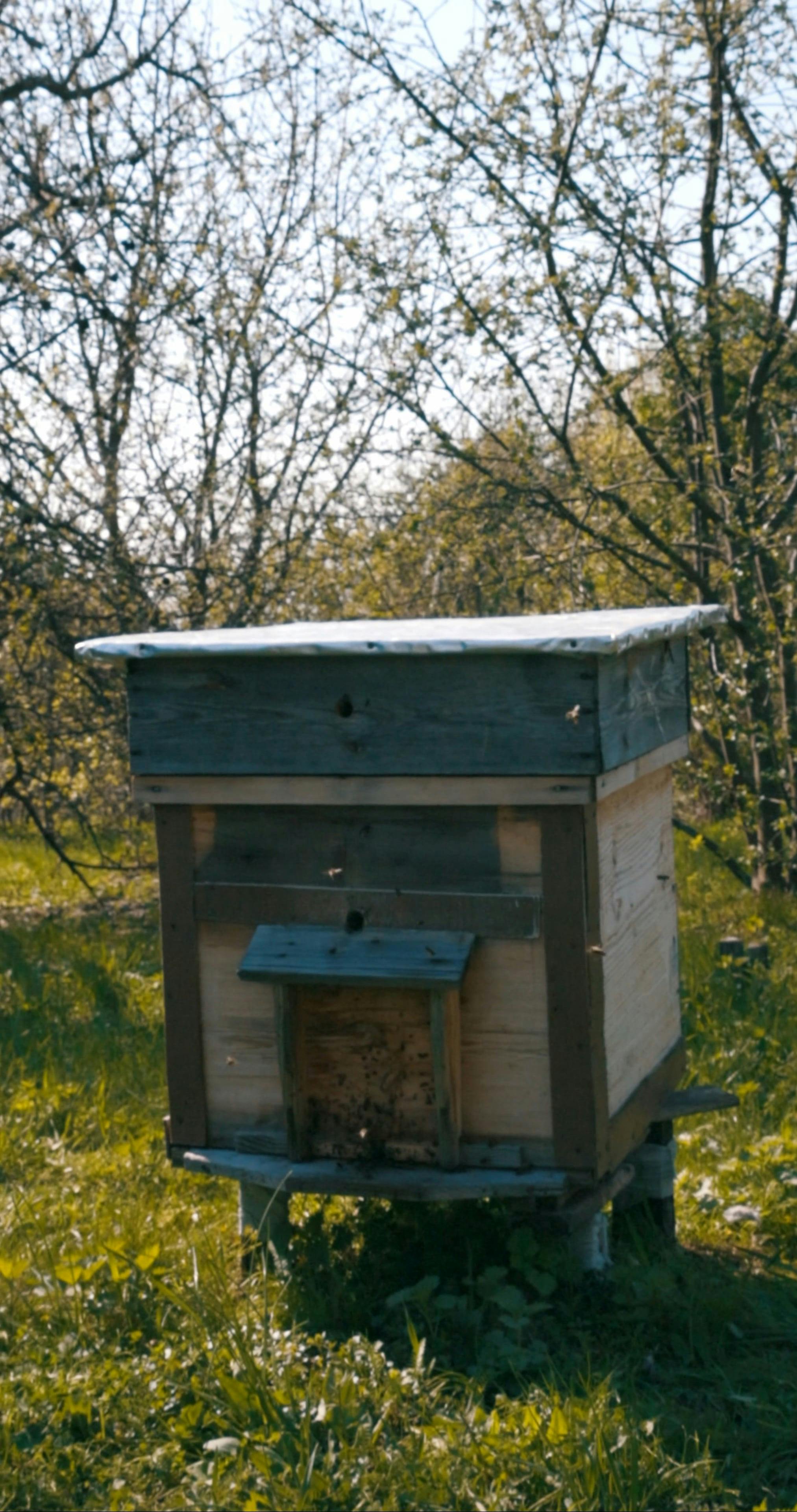 Summer Beekeeping Videos, Download The BEST Free 4k Stock Video Footage ...