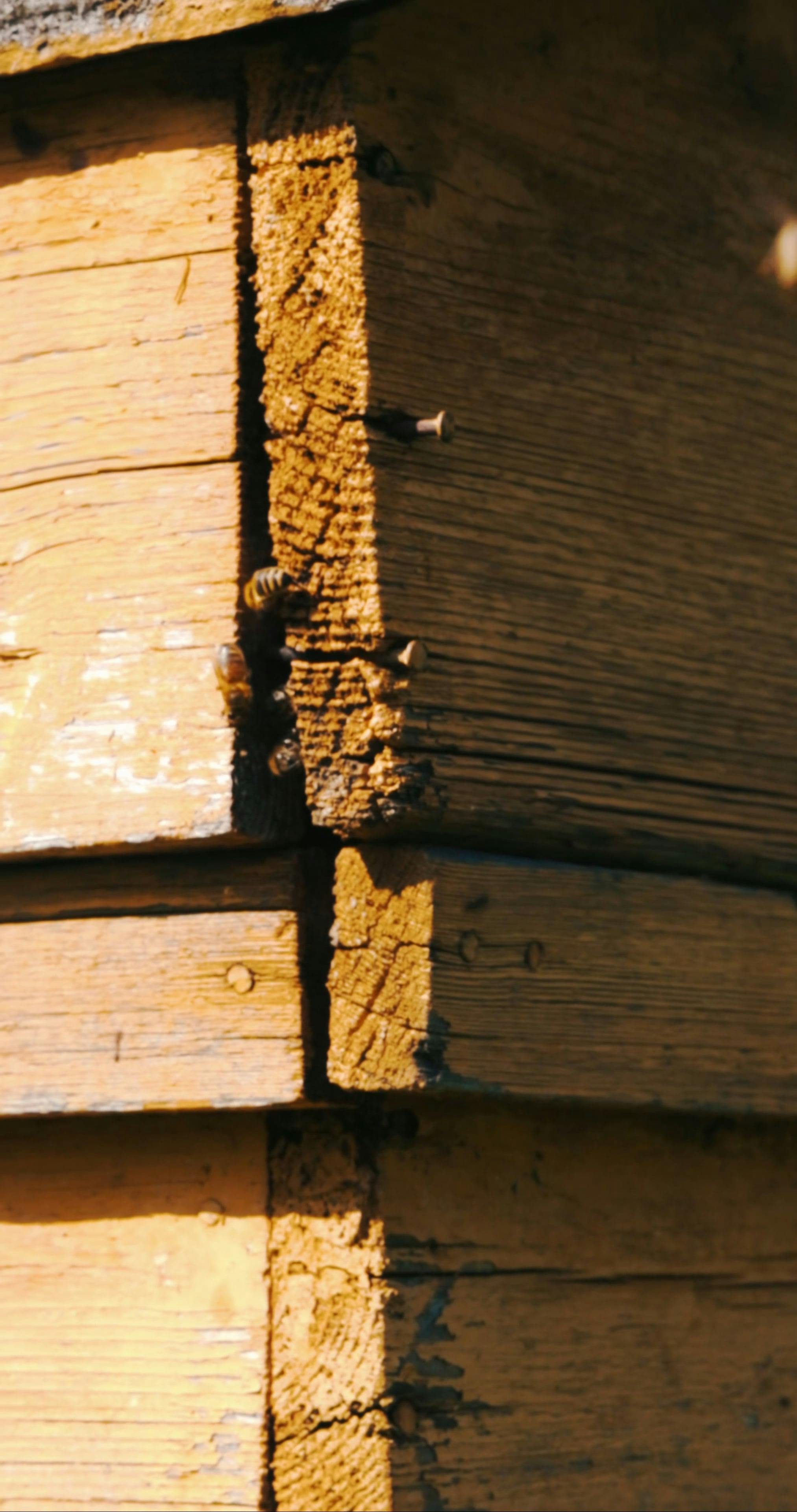 Bees Flying Free Stock Video Footage, Royalty-Free 4K & HD Video Clip