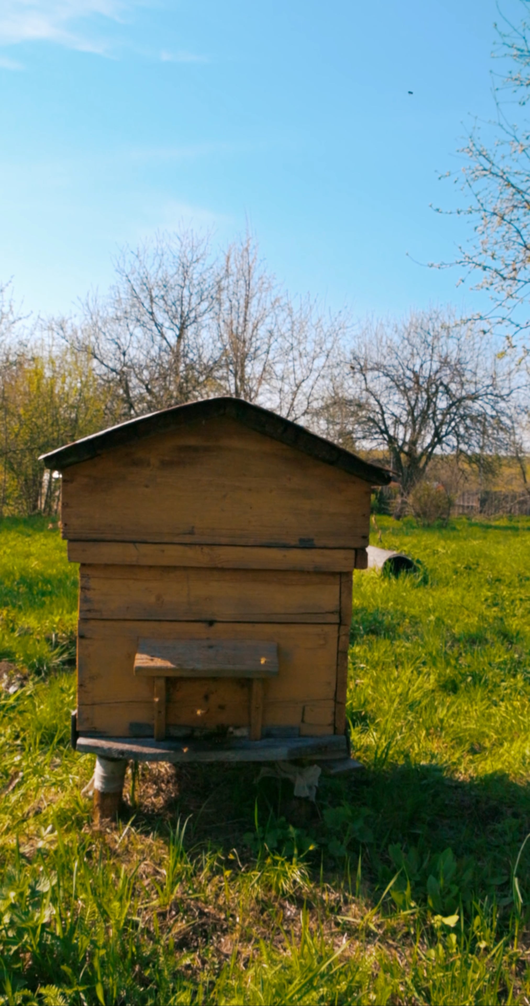Video gratuito di agricoltura, agricoltura sostenibile, alveare ...