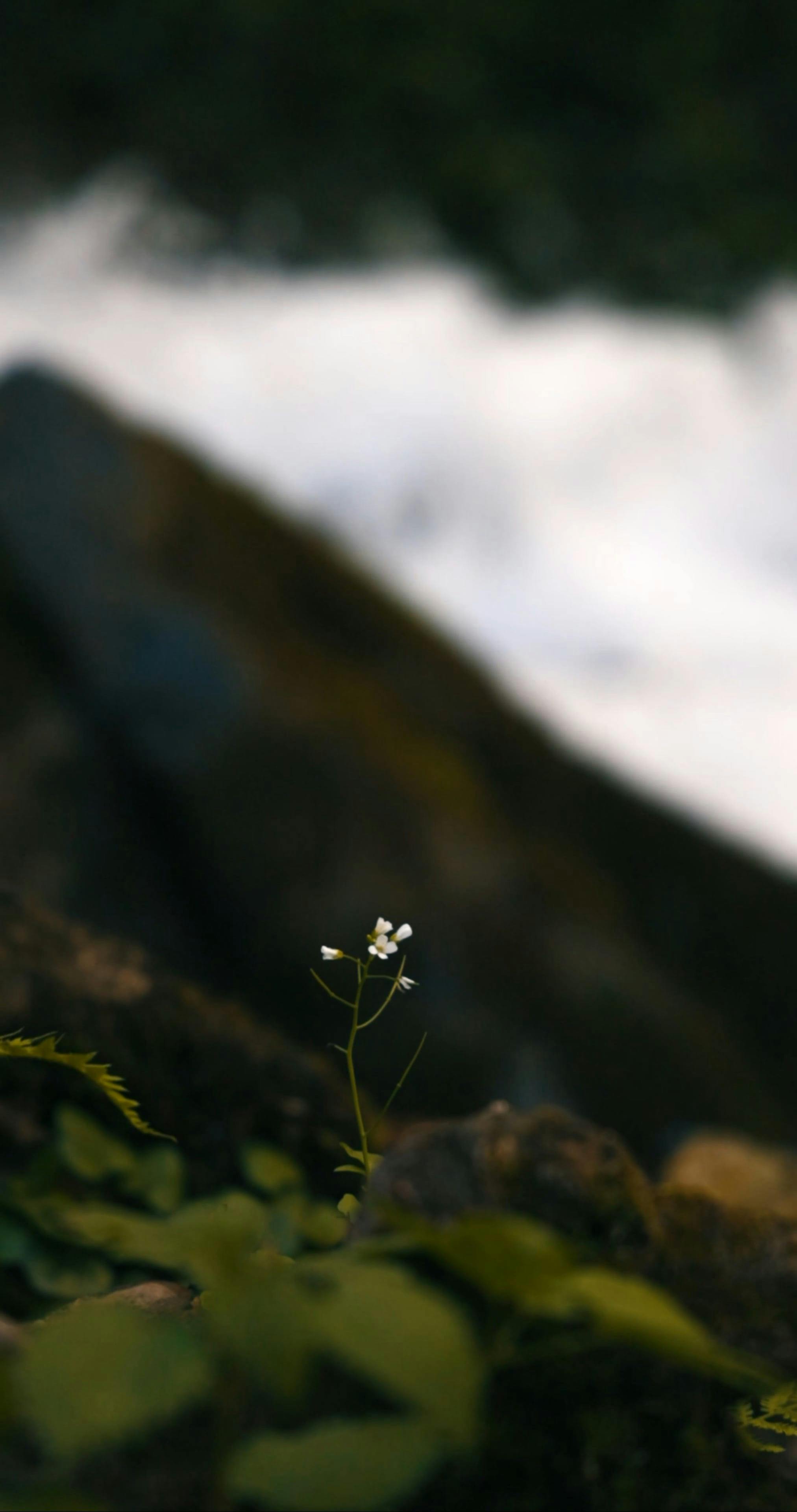 A Small Flower near Whitewater Free Stock Video Footage, Royalty-Free ...