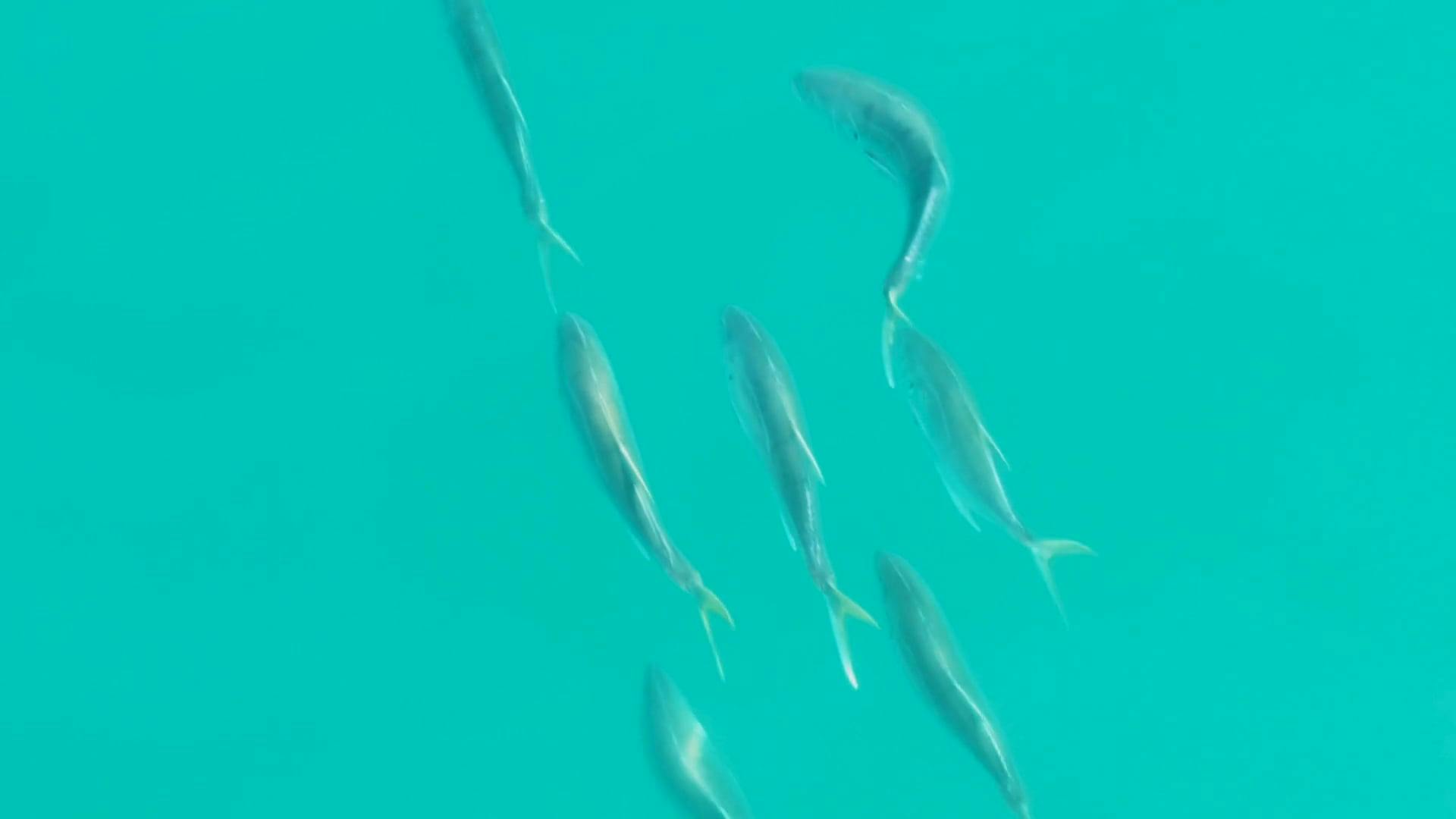 Overhead Shot of Whales Diving in the Ocean Free Stock Video Footage ...