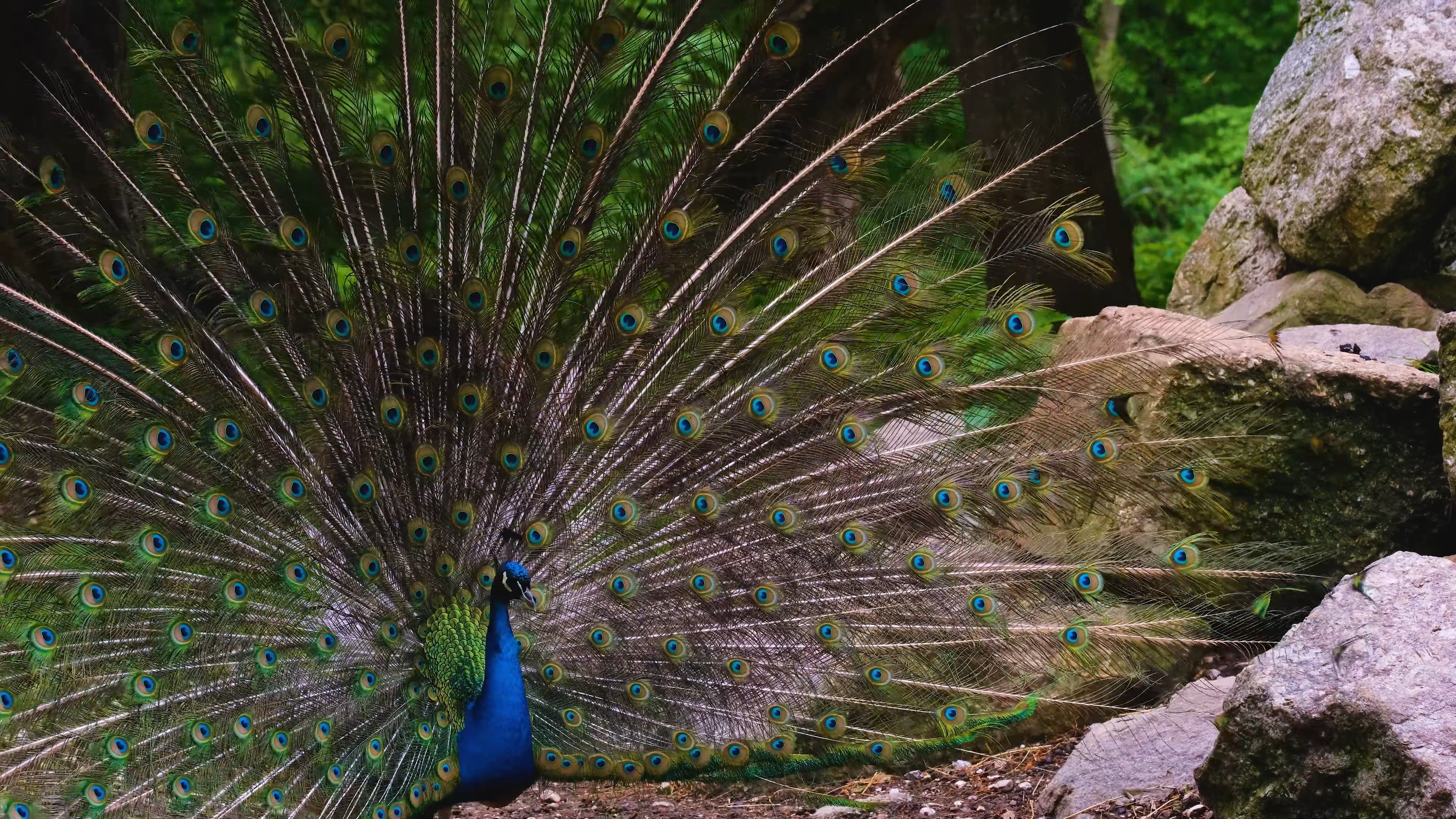 Male Peacock Displaying His Eye-Spotted Tail Free Stock Video Footage ...