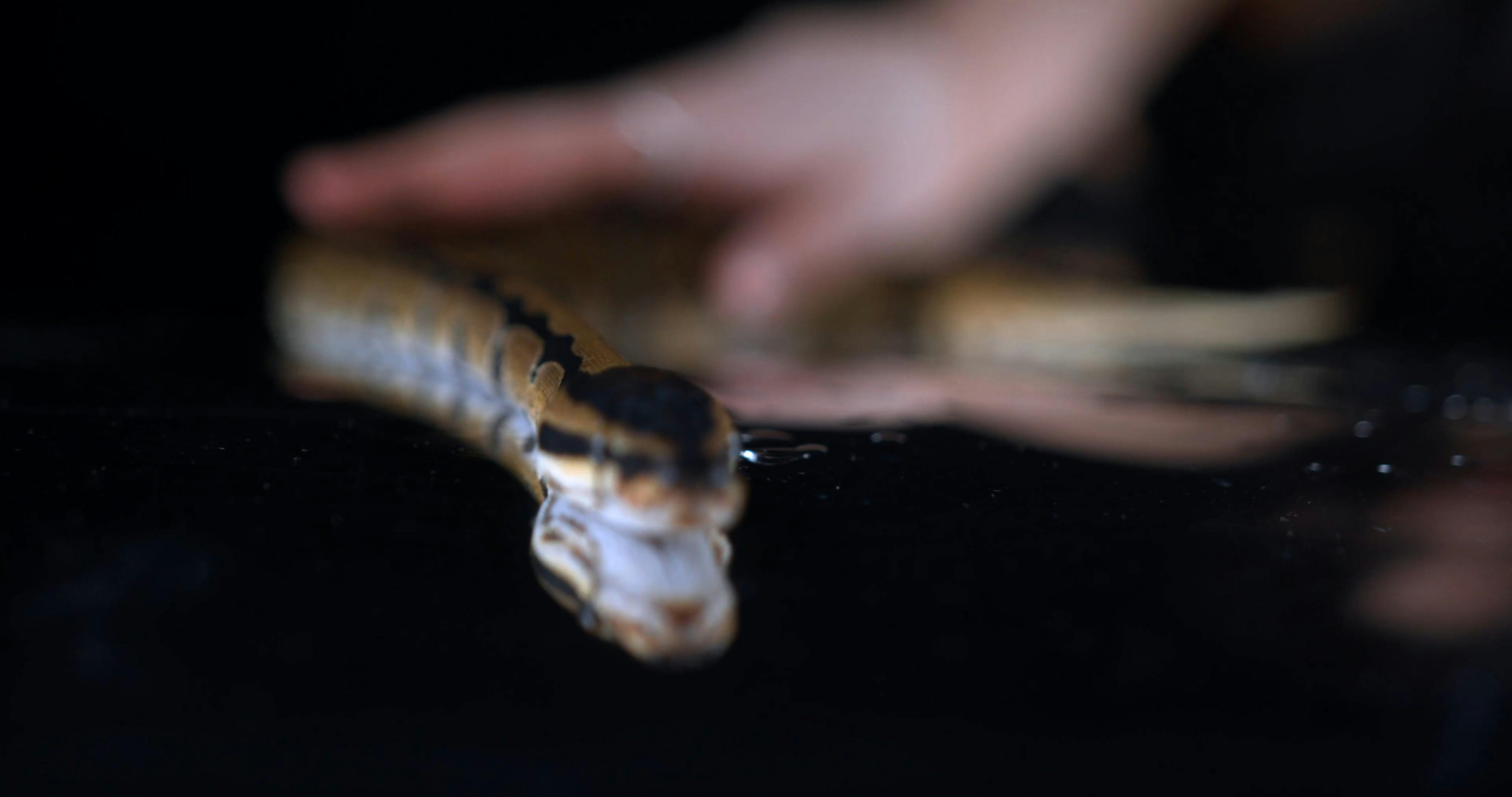 Python Videos, Download The BEST Free 4k Stock Video Footage & Python ...