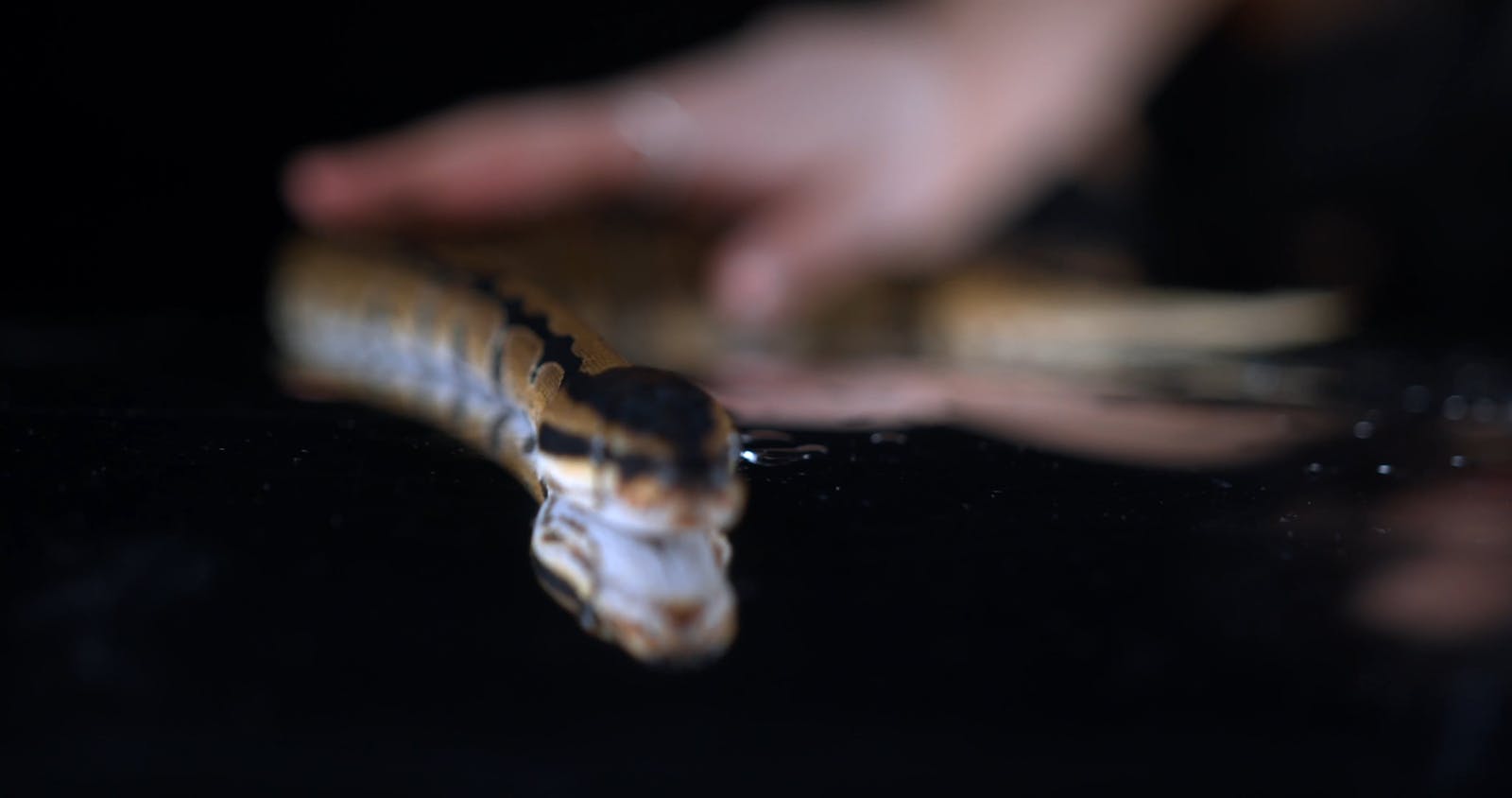 Snake Videos, Download The BEST Free 4k Stock Video Footage & Snake HD ...