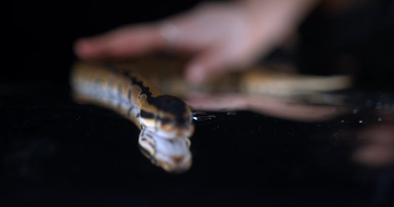 Snake Videos, Download The BEST Free 4k Stock Video Footage & Snake HD ...