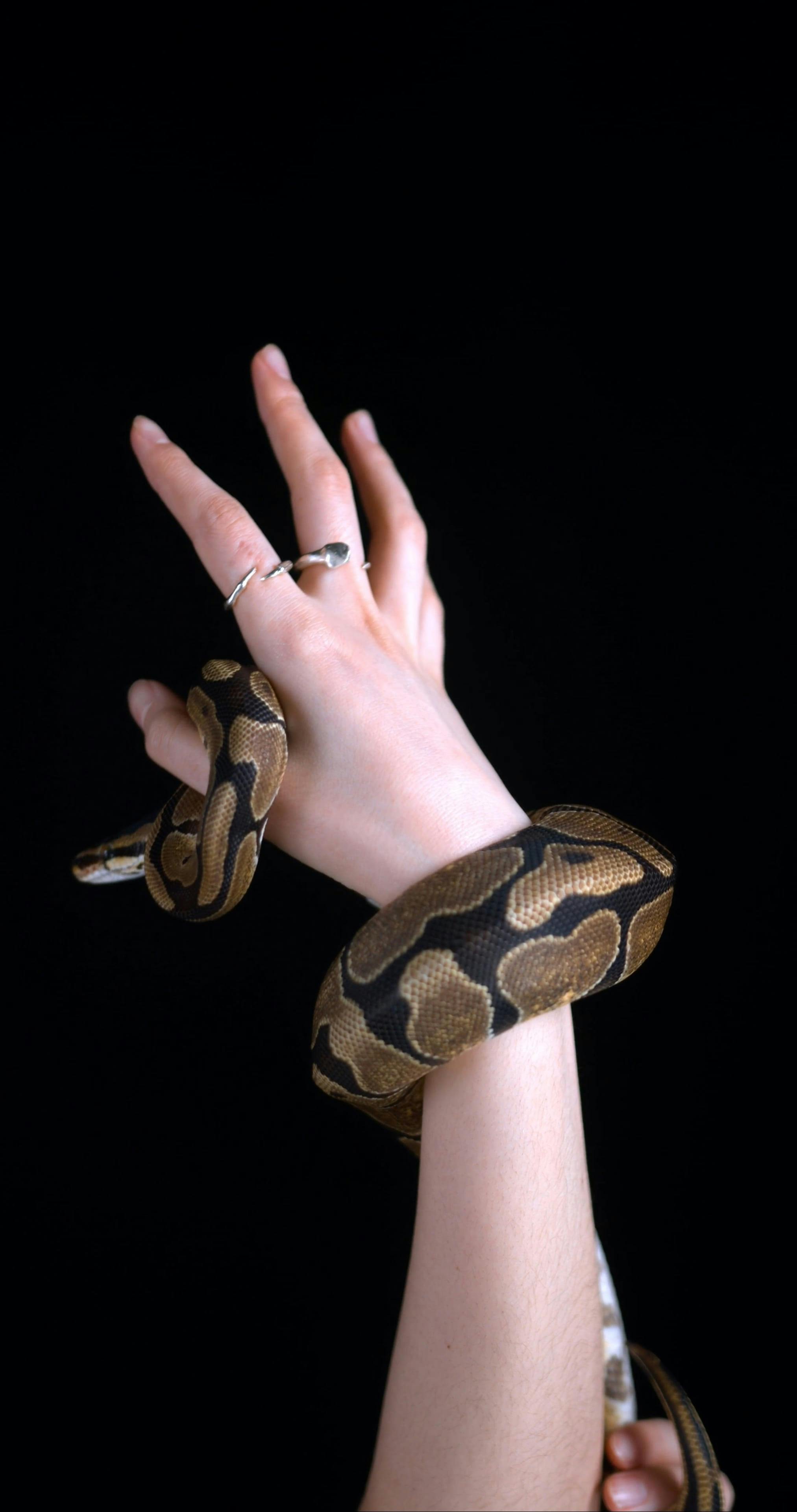 A Woman with a Snake on Her Arm · Free Stock Video