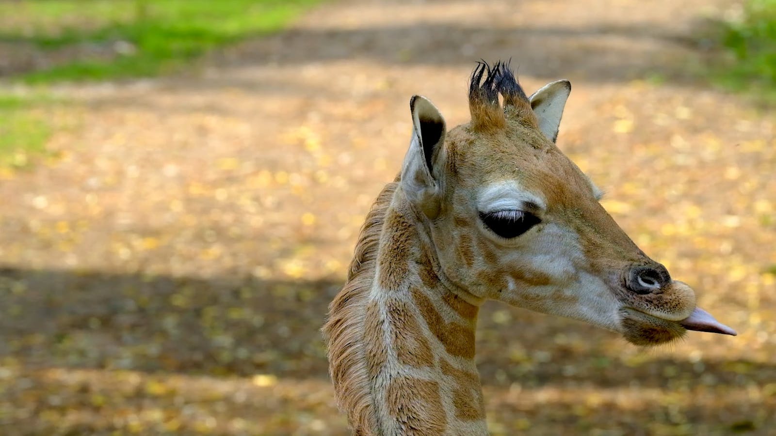 Baby Giraffe Videos, Download The BEST Free 4k Stock Video Footage ...