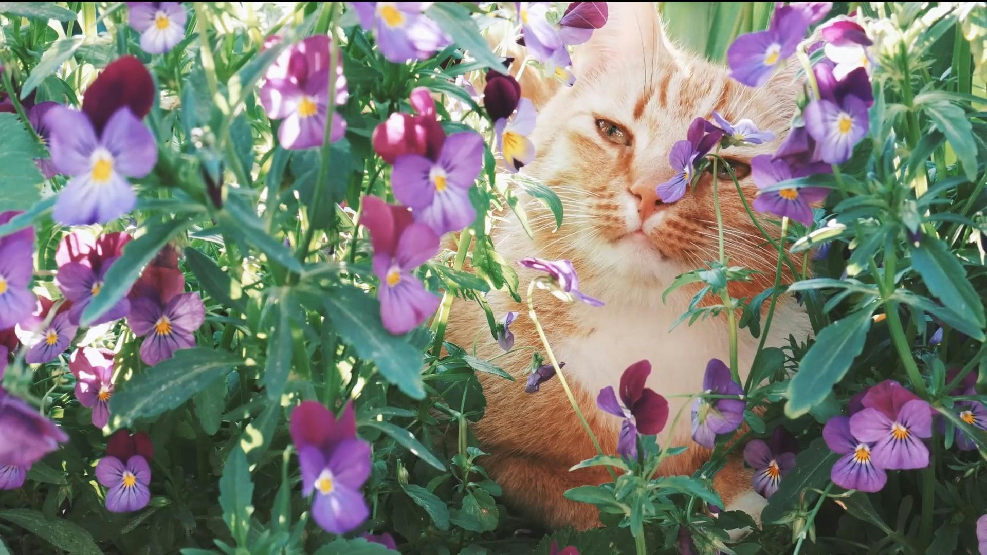 Violet Cat Videos, Download The BEST Free 4k Stock Video Footage ...