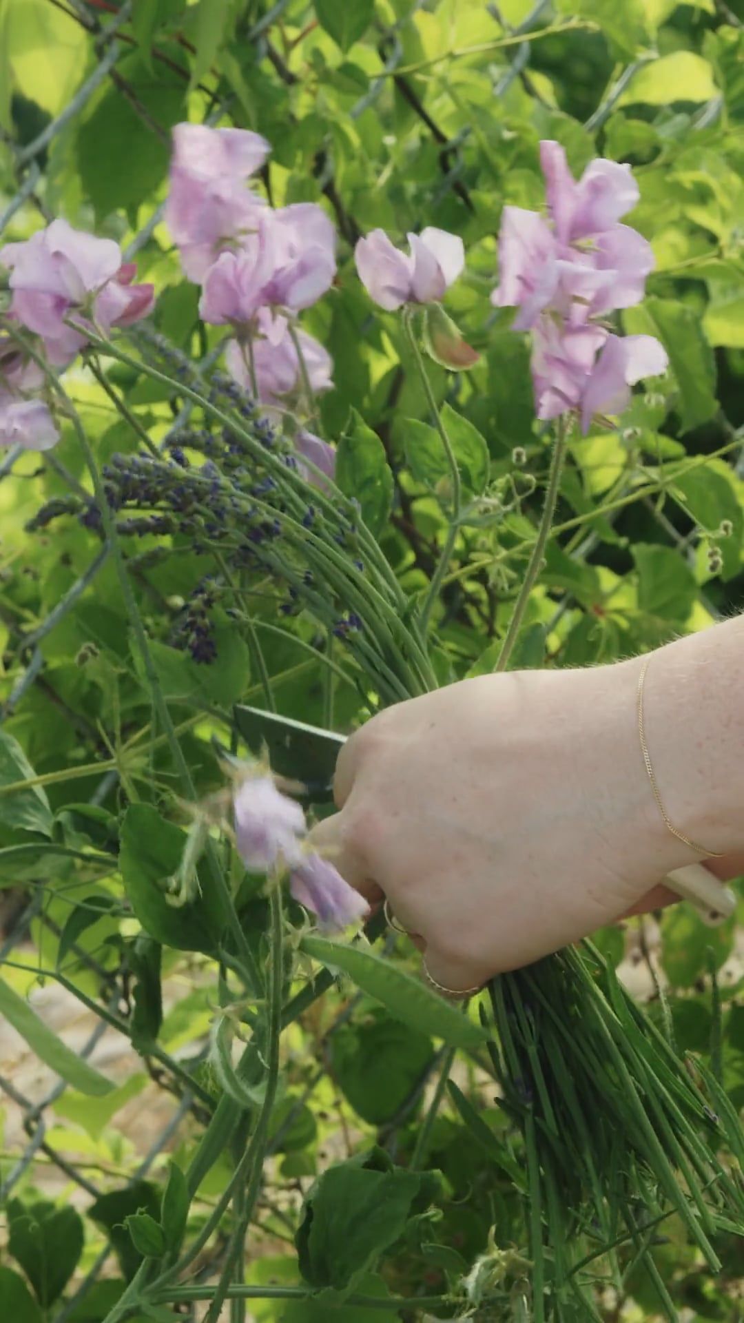 A Person Pruning Sweet Pea Flowers Free Stock Video Footage, Royalty ...